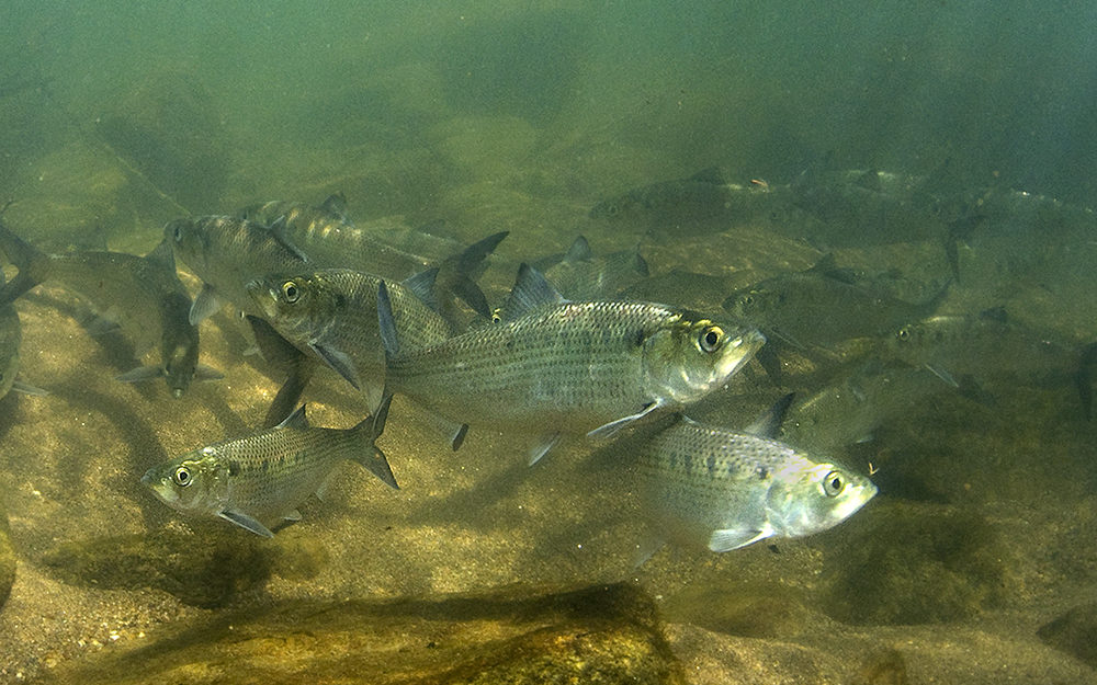 Dam Right | Chesapeake Bay Magazine