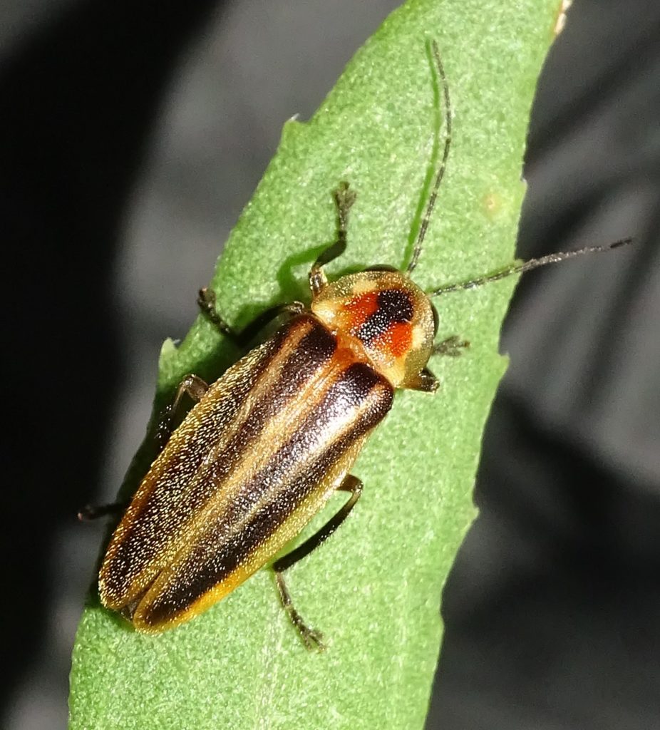 Endangered Status Deadline Set for Bay-Region Firefly, Monarch ...