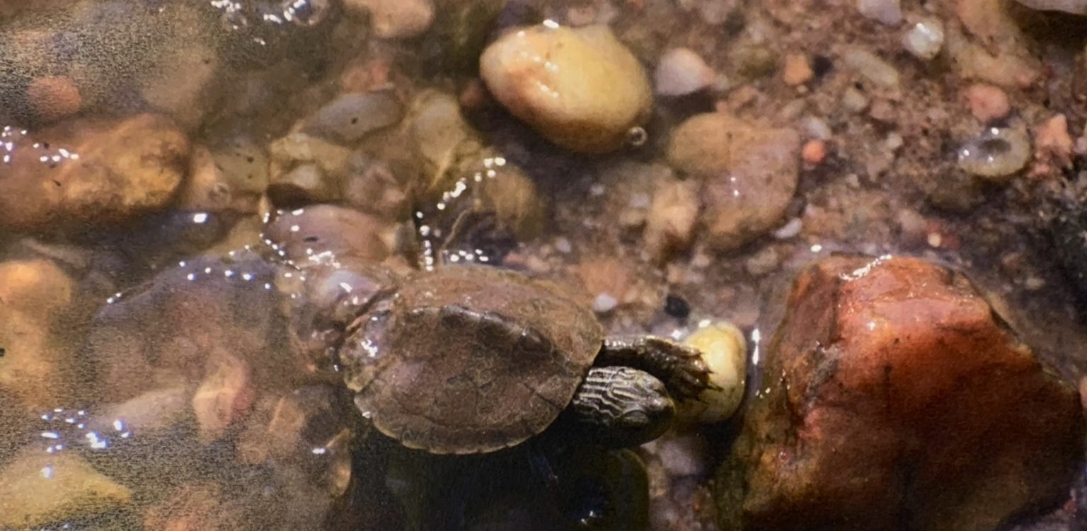 VIDEO: Upper Bay Youth Clean Endangered Turtle Site Just in Time for ...