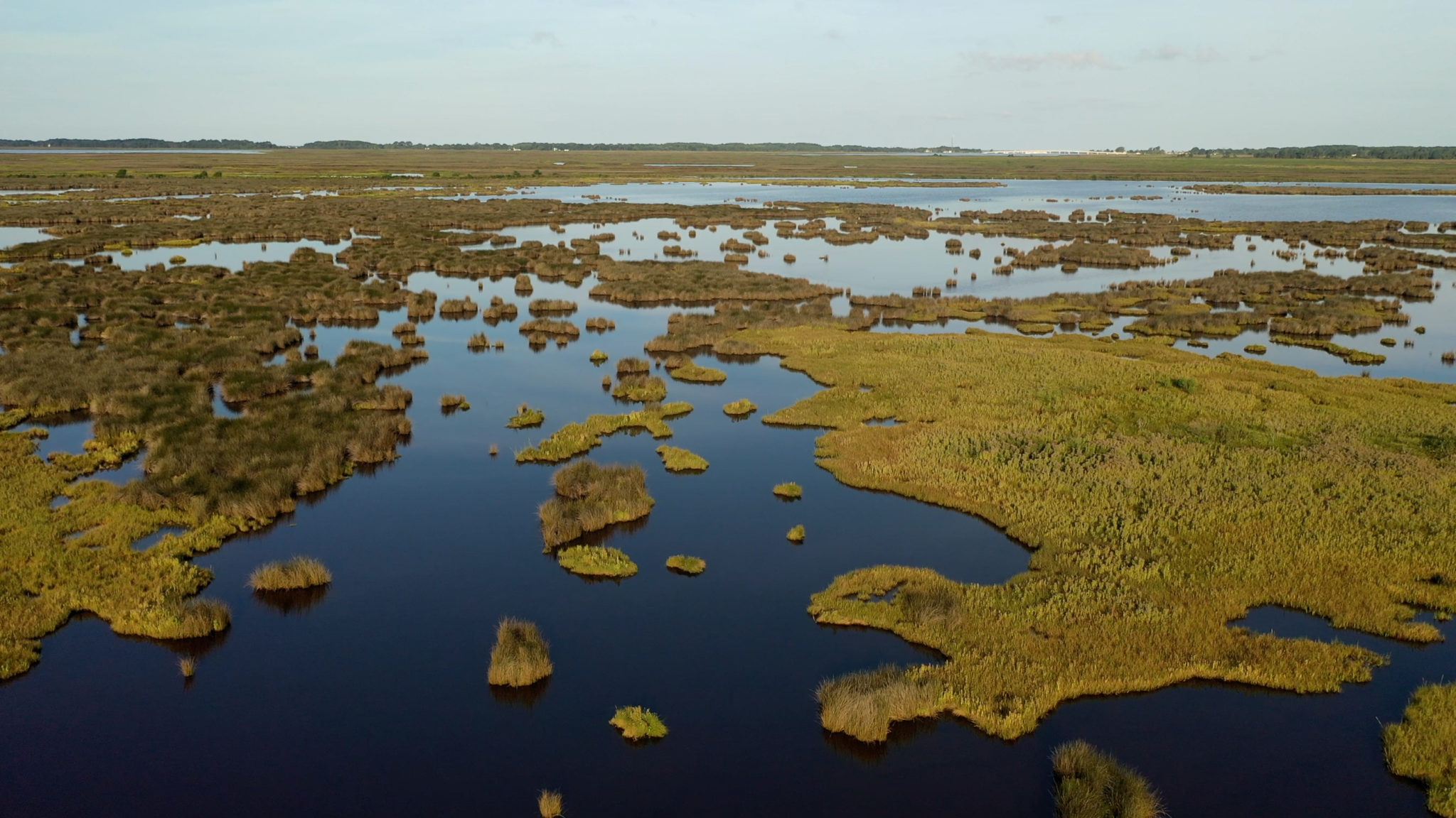 $3 Million Wetlands Funding to Protect Delmarva Bird Habitat ...