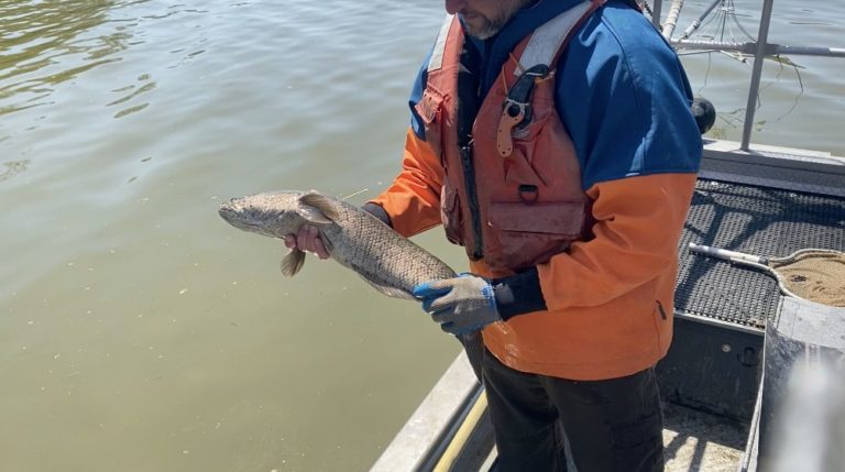 VIDEO: Win Up to $200 Catching Snakeheads with Upper Bay Tagging ...