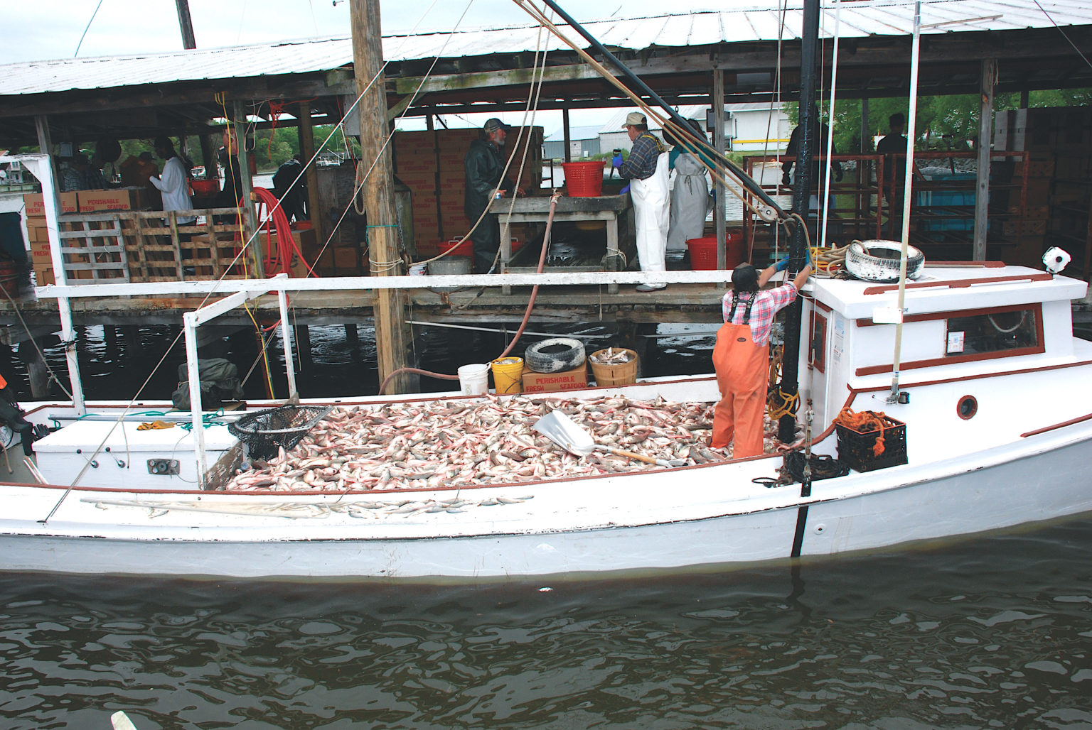 Unique Va. Community's Guinea Jubilee Returns | Chesapeake Bay Magazine
