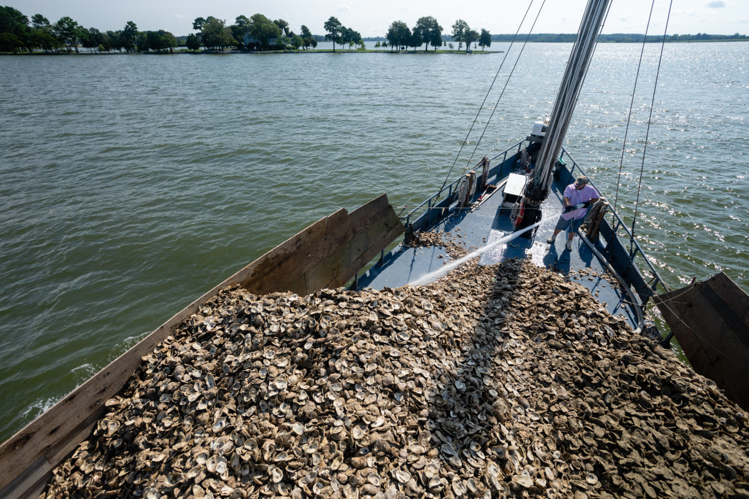 Oyster Milestone: Habitat Restored in 4 Waterways | Chesapeake Bay Magazine