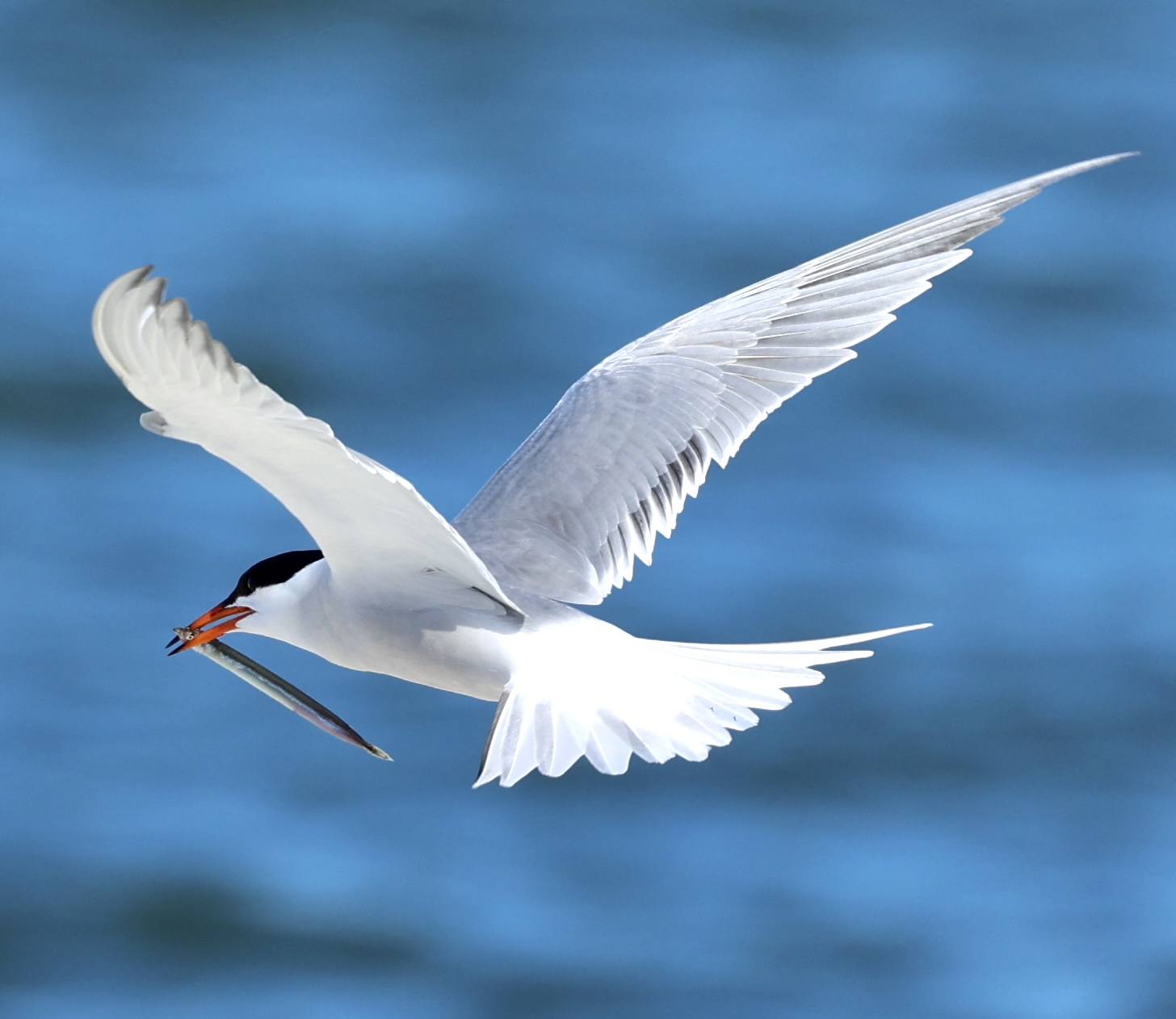 Saving Island Birds | Chesapeake Bay Magazine
