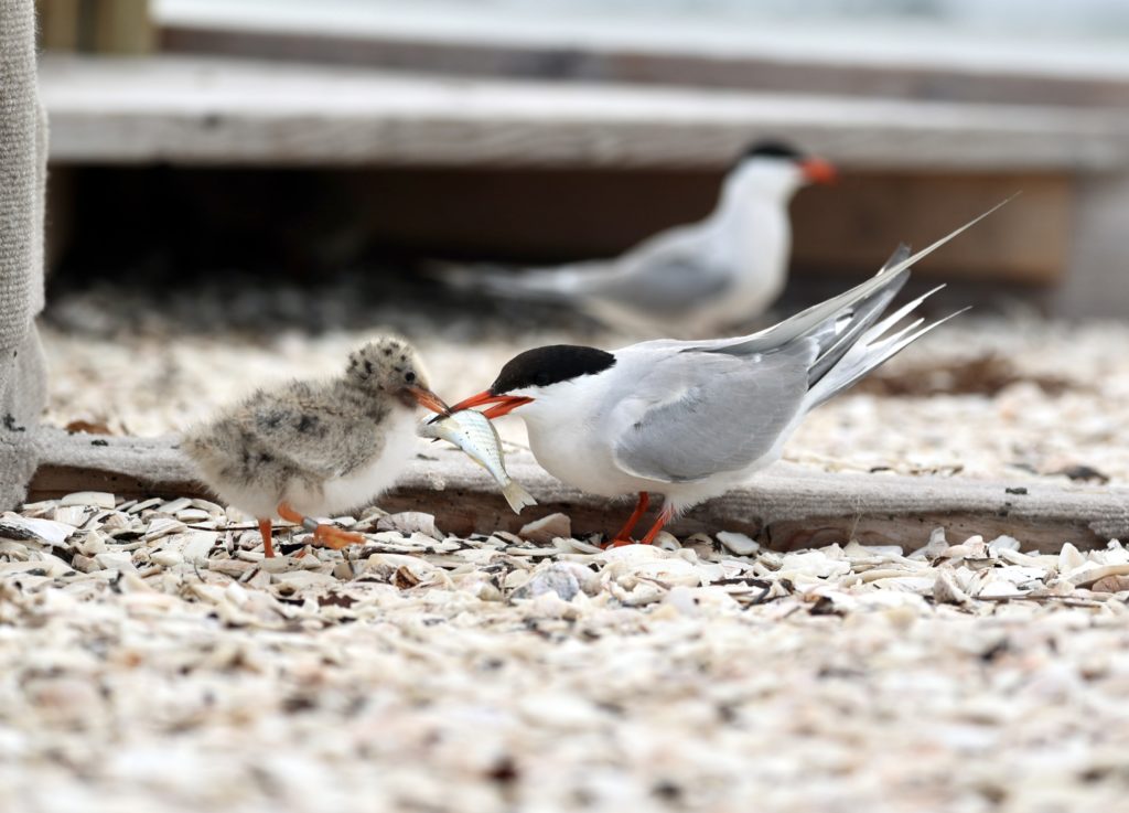 Saving Island Birds | Chesapeake Bay Magazine