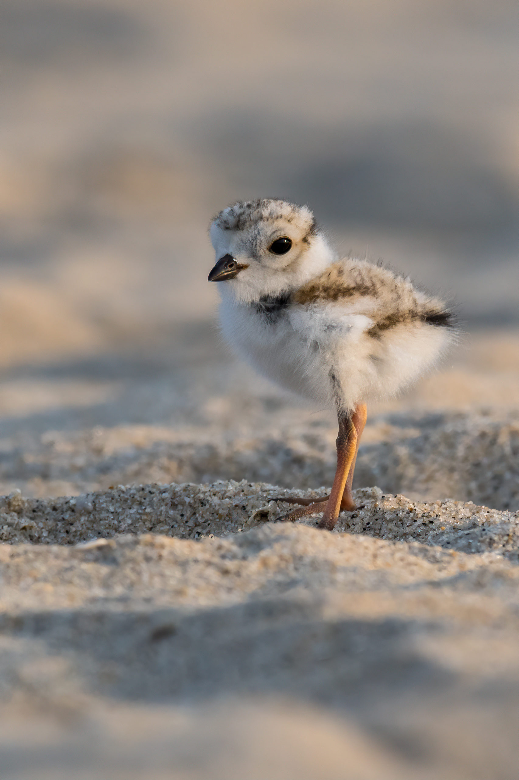 Saving Island Birds | Chesapeake Bay Magazine