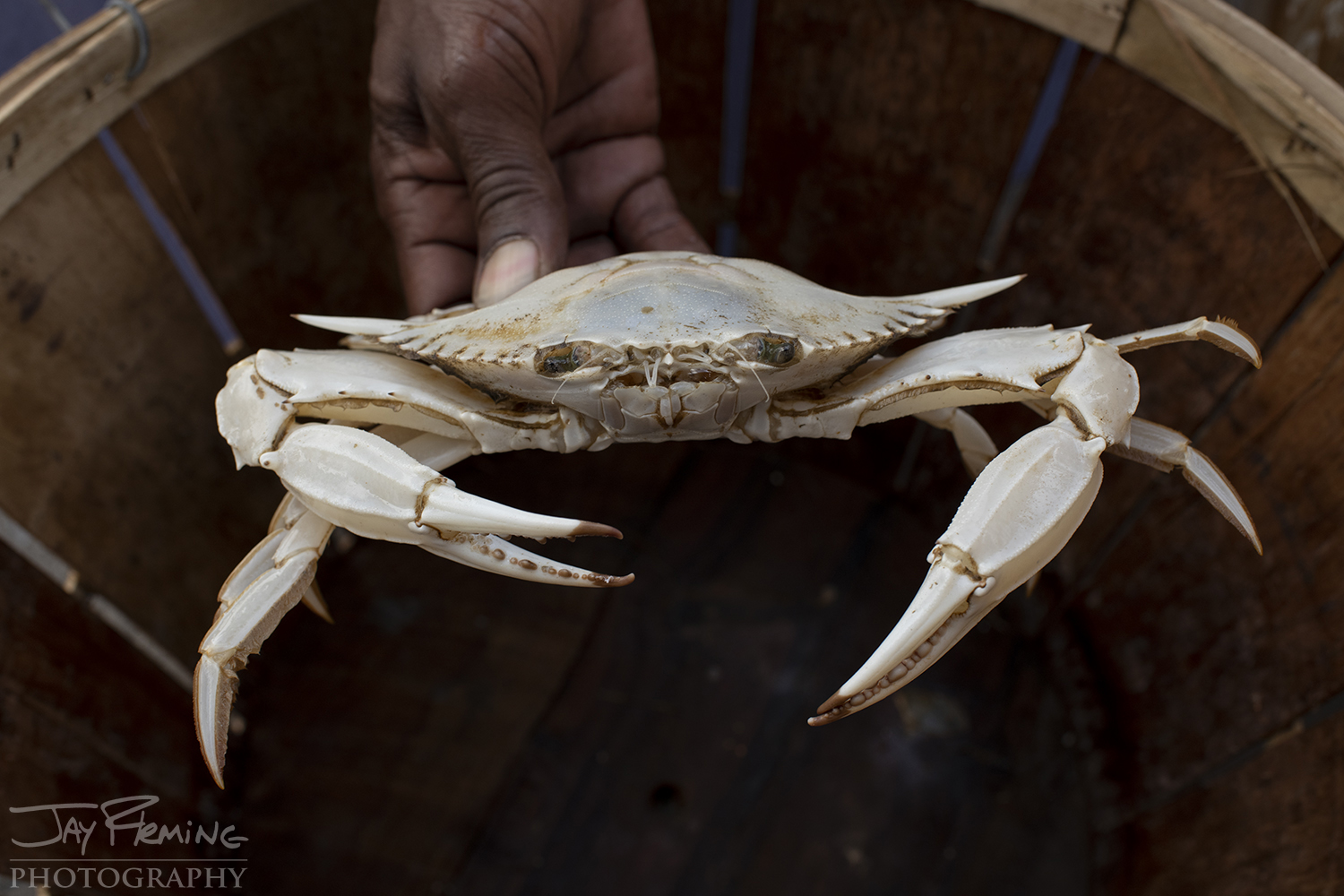 Rare "Albino" Blue Crab on Display at Maritime Museum after Adventurous ...