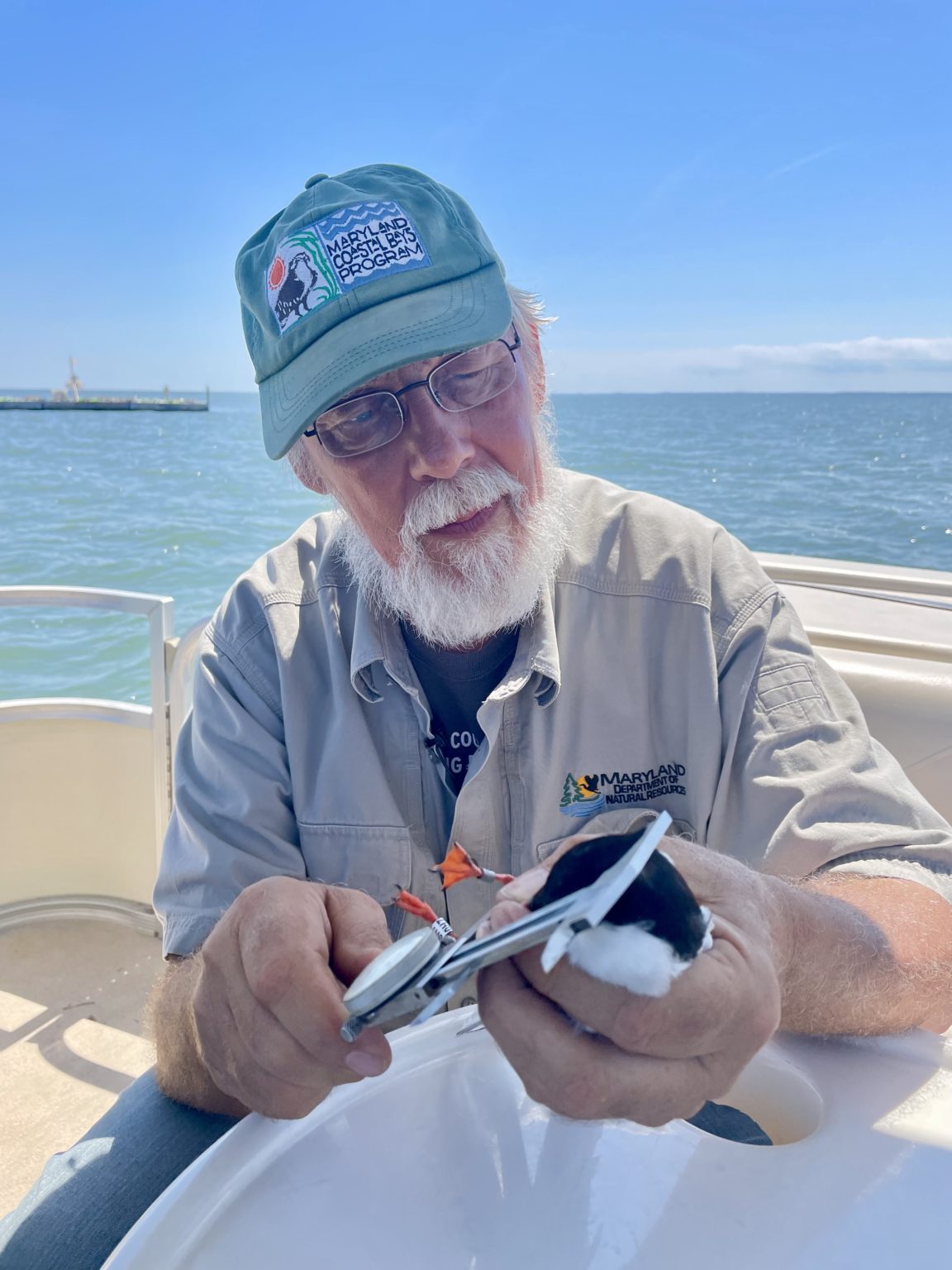 Saving Island Birds | Chesapeake Bay Magazine
