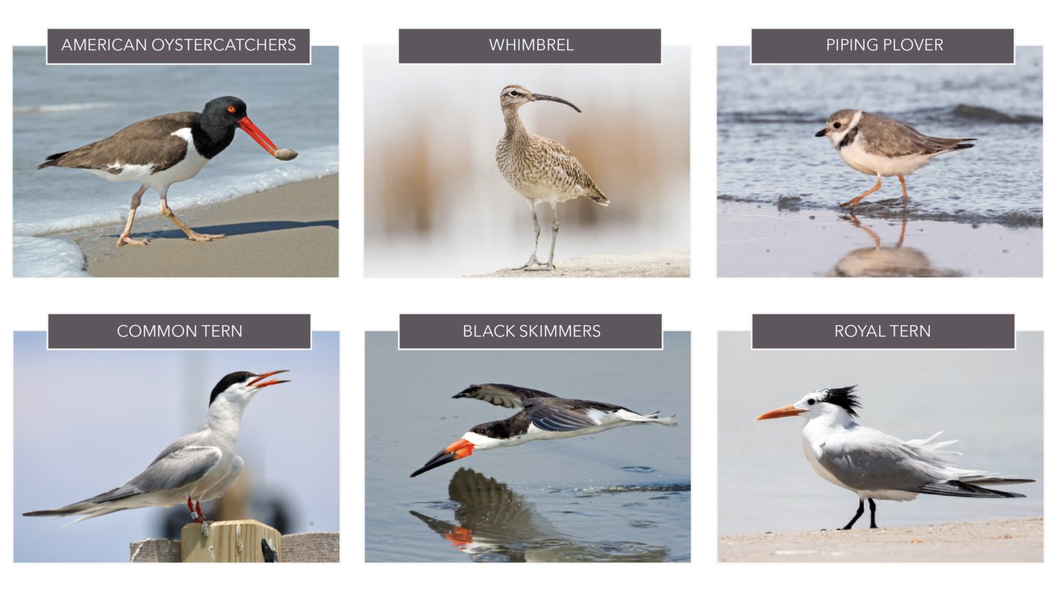 Saving Island Birds | Chesapeake Bay Magazine