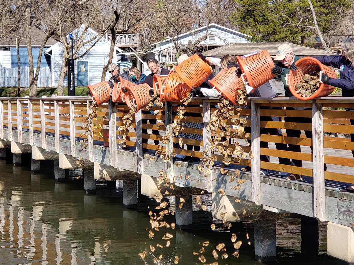 VIDEO: Oysters Planted for Smithsonian Research | Chesapeake Bay Magazine
