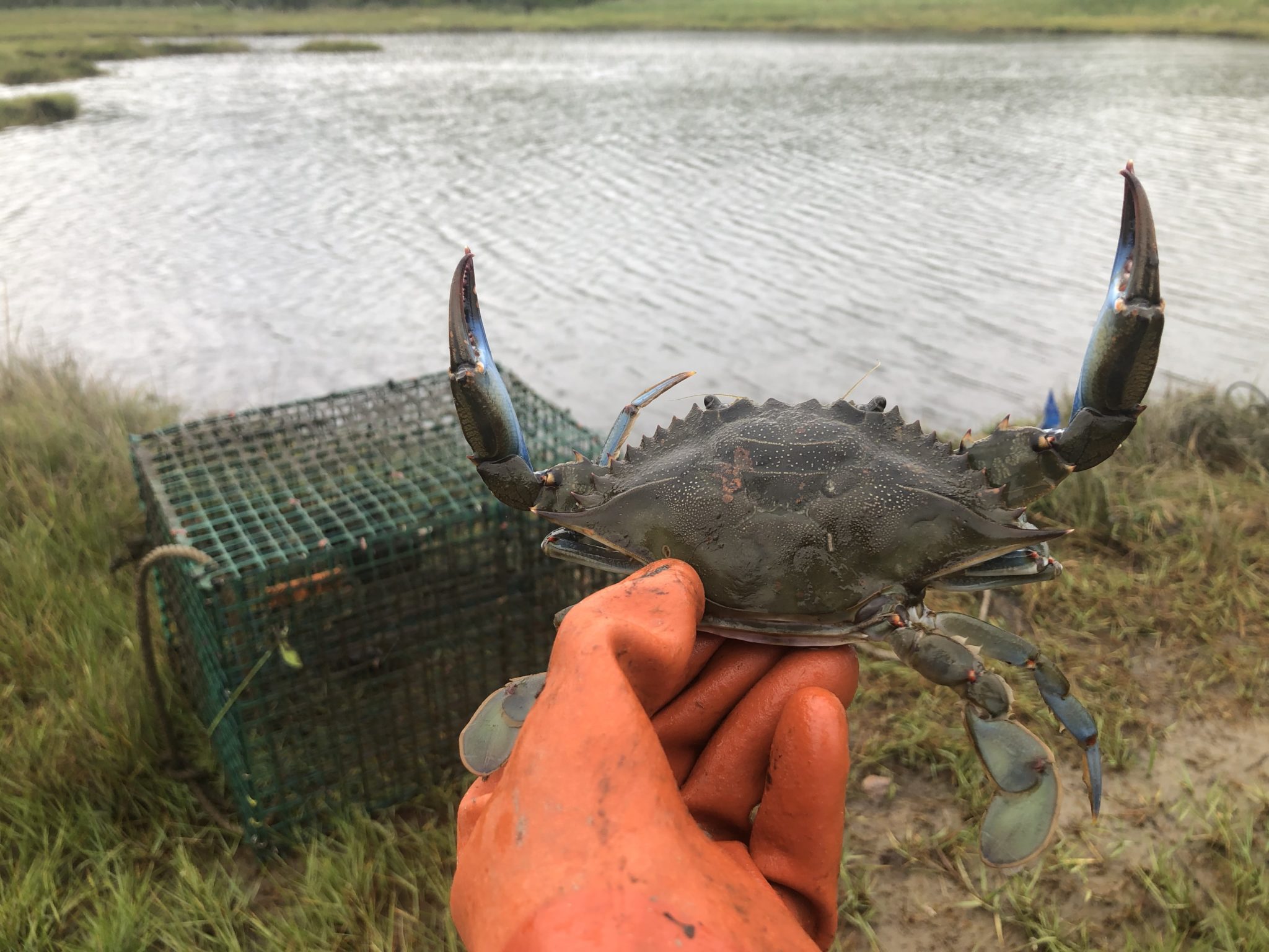 Surprising Blue Crab Population Develops in Maine | Chesapeake Bay Magazine