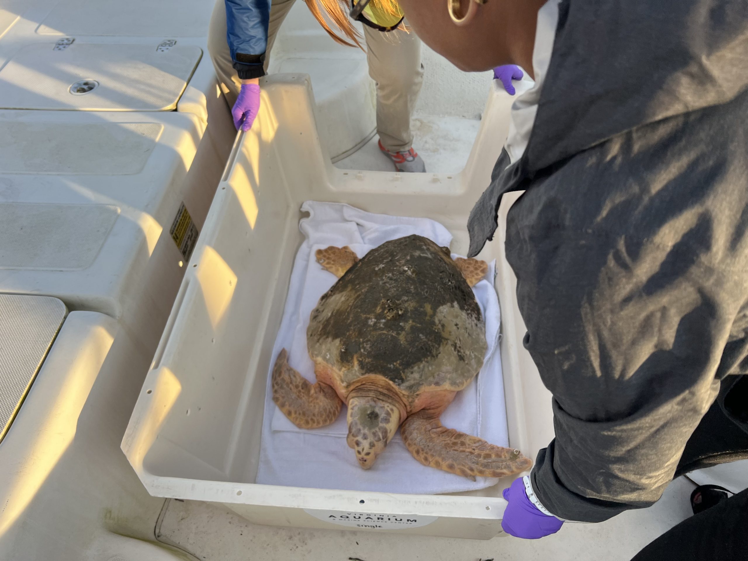 Frostbitten Sea Turtle Rescued in Lynnhaven River, Va. Aquarium Rescue ...