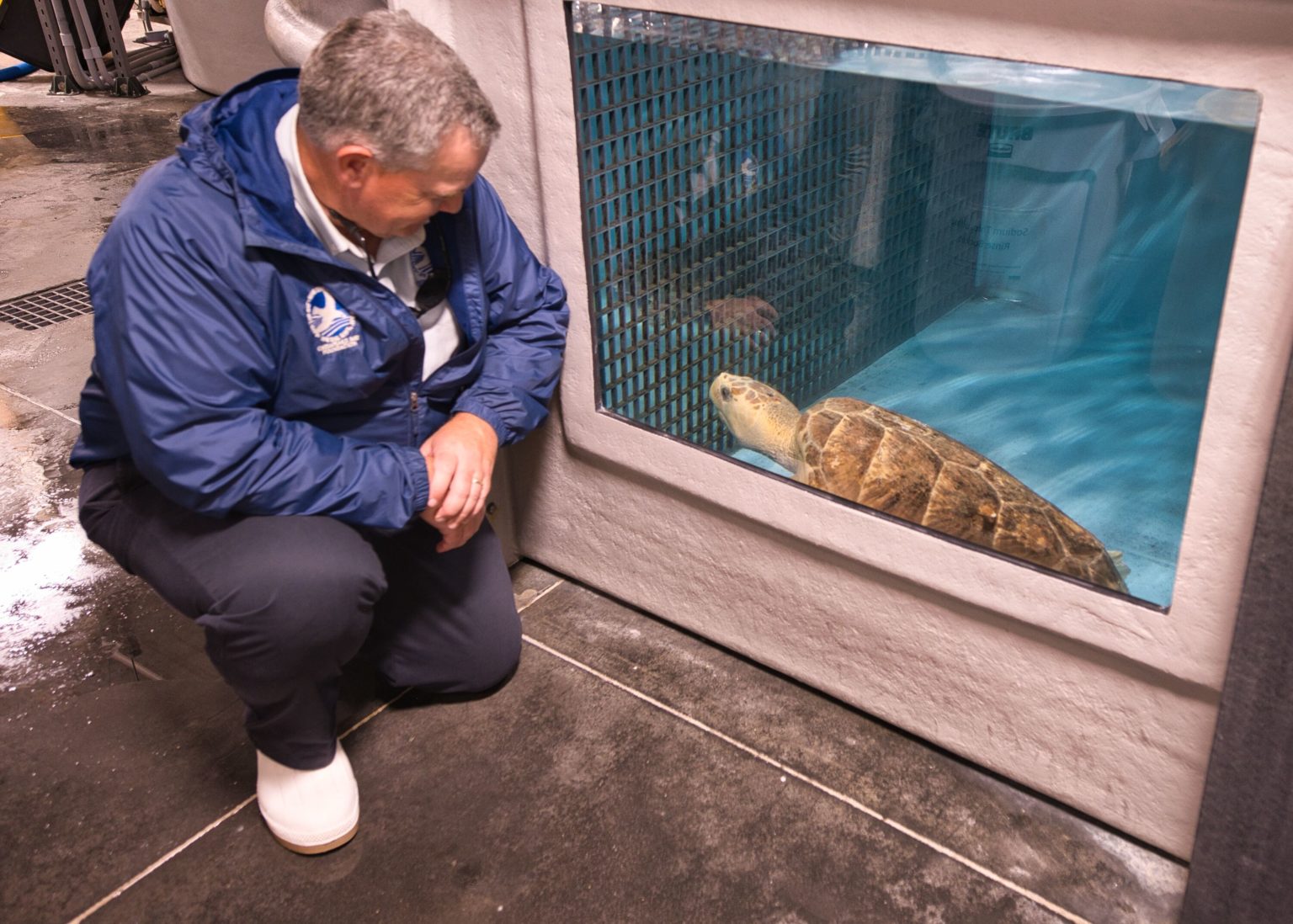 Frostbitten Sea Turtle Rescued in Lynnhaven River, Va. Aquarium Rescue Center at Capacity ...