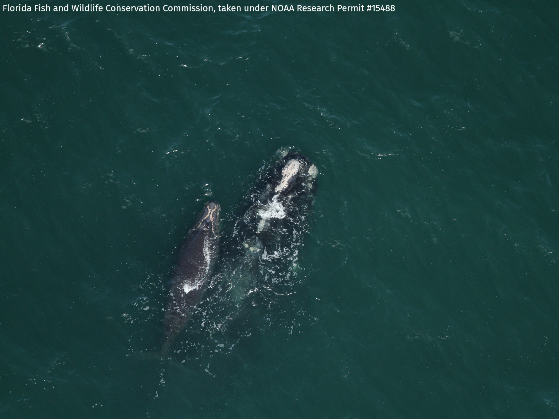 Emergency Petition Filed Seeks to Force Right Whale Speed Limit Change ...