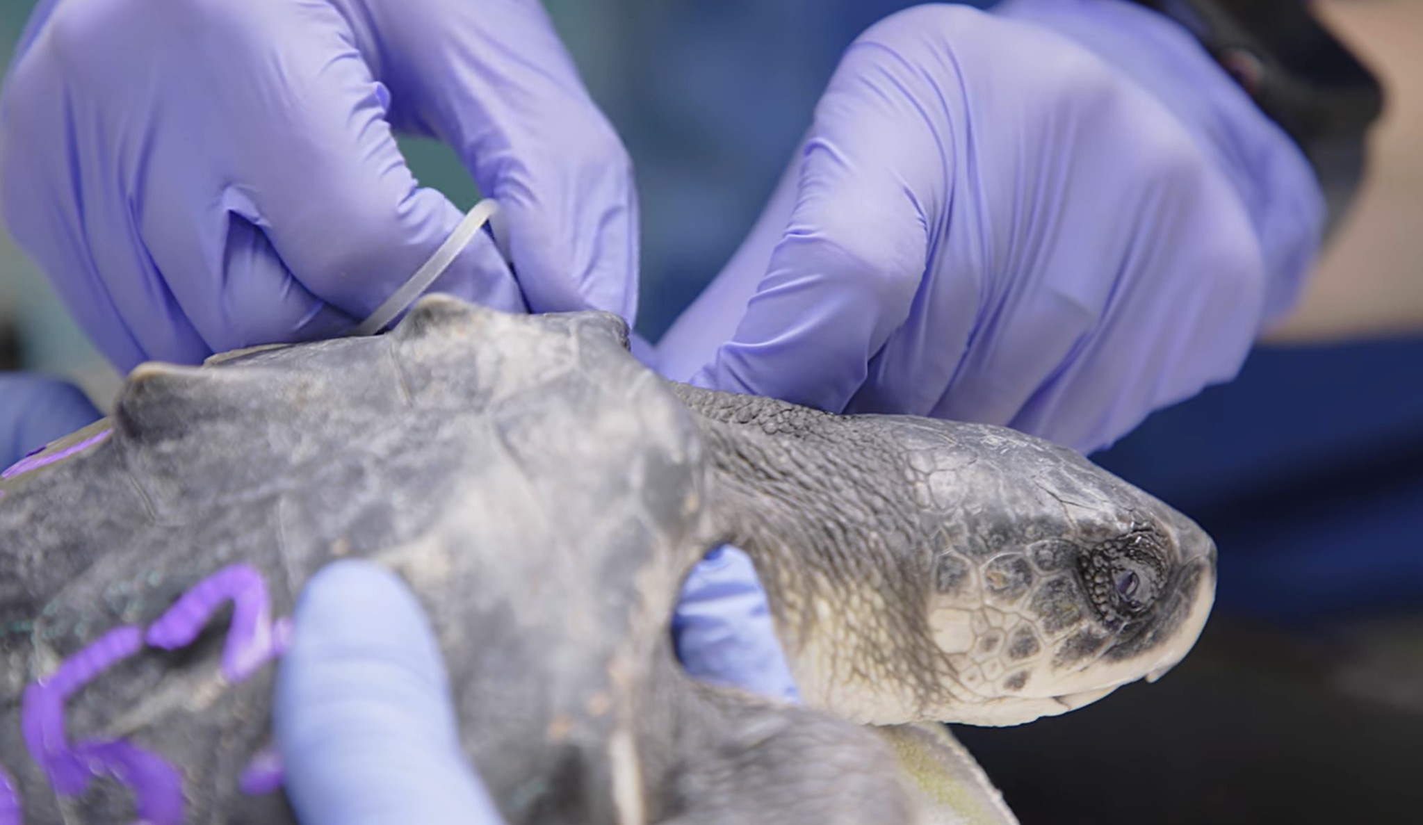 DNR: Be Vigilant for Cold-Stunned Marine Life Along Chesapeake Bay ...