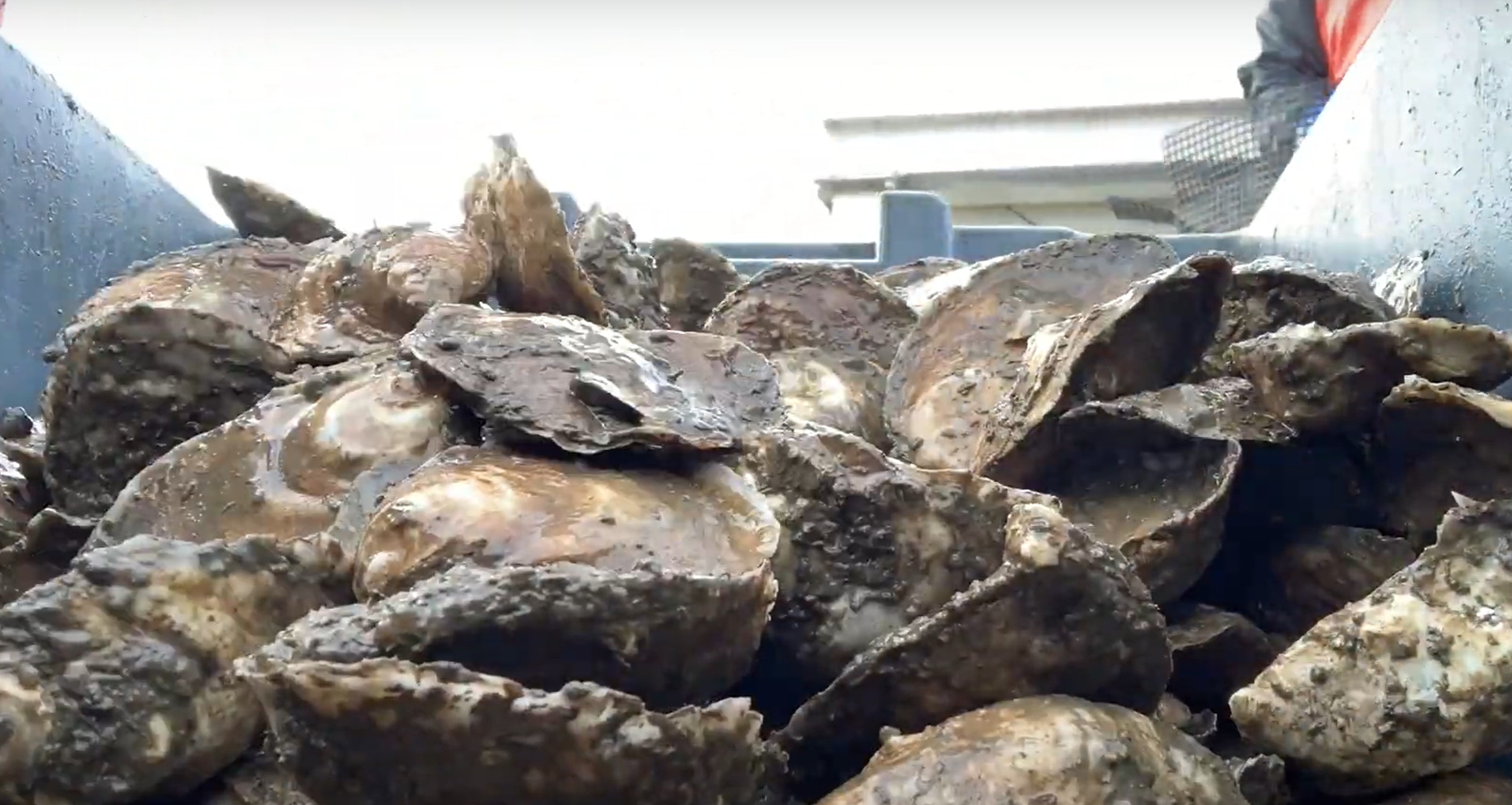VIDEO: Oyster Farm Leader & Scientists Developing Synthetic Oyster ...