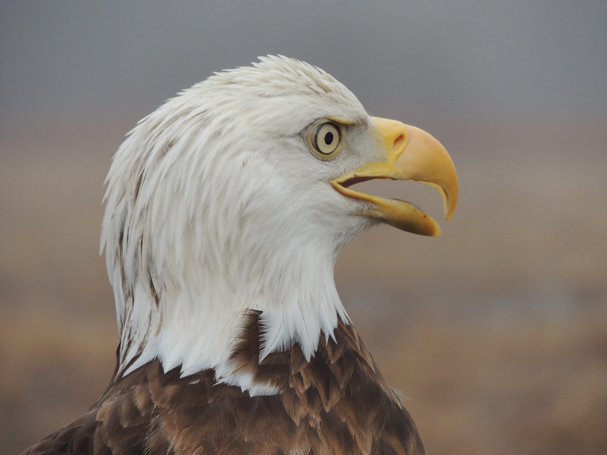 Annual Eagle Festival Soars High at Blackwater, Mid-Atlantic's Largest ...