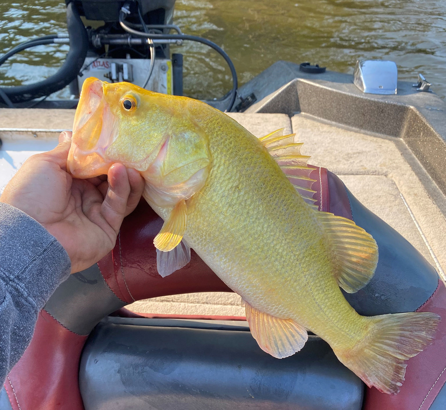 There's Gold in the James River! Angler Makes Rare Catch | Chesapeake ...
