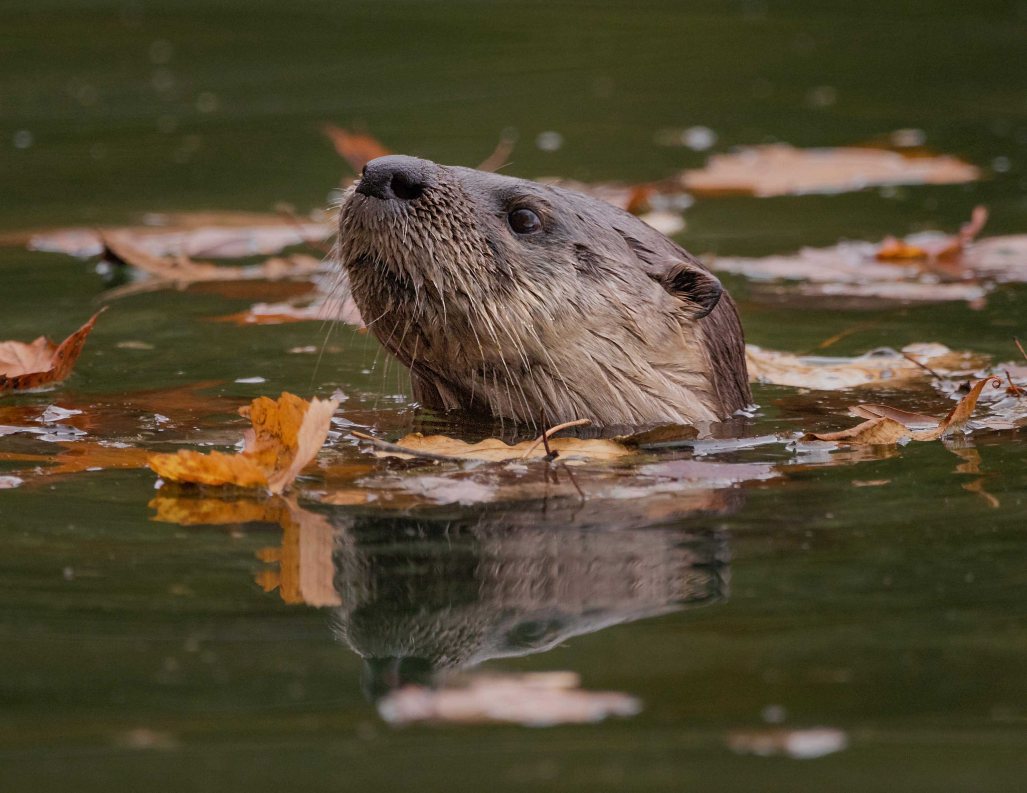 Party Animals | Chesapeake Bay Magazine