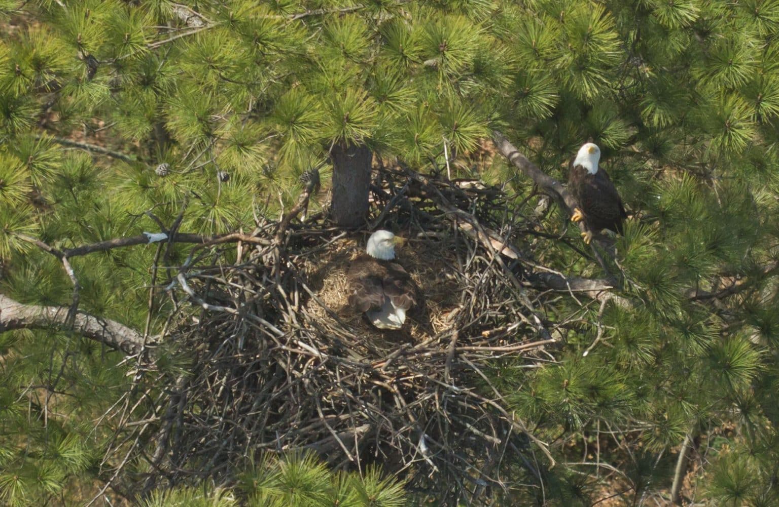 Bald Eagle Nesting Sites Overcrowded Thanks to Population Rebound ...
