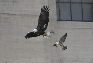 Birding, Hiking and Fishing the Conowingo Dam | Chesapeake Bay Magazine