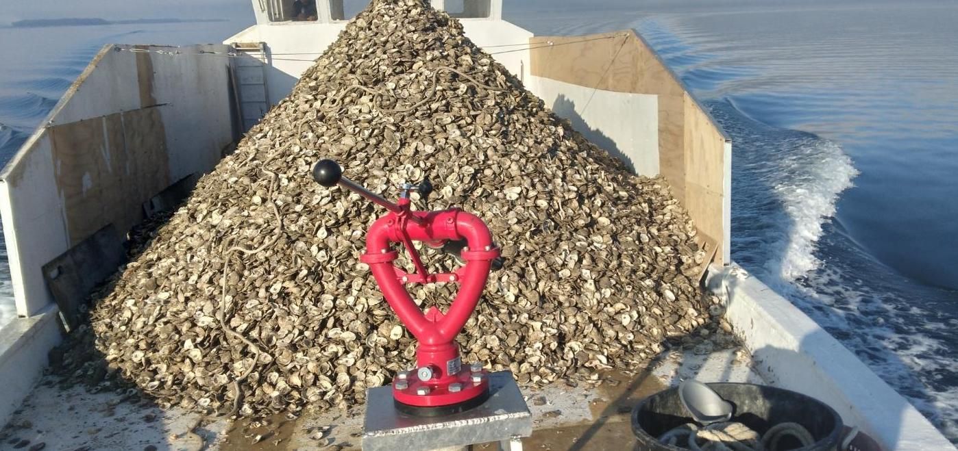 210 Million Oysters to Be Planted Using Historic Buyboats Recently ...