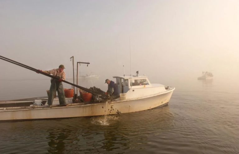 National Seafood Guide Says "Avoid Bay Oysters", Sparking Outrage ...