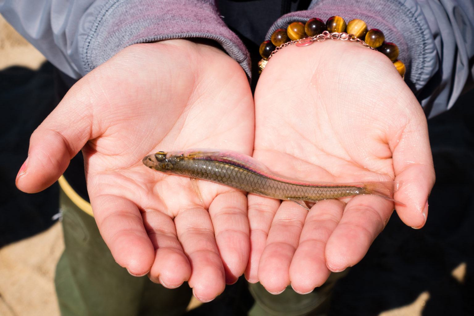 CHESAPEAKE ALMANAC: What’s the Big Deal with the Bay’s Little Fish ...