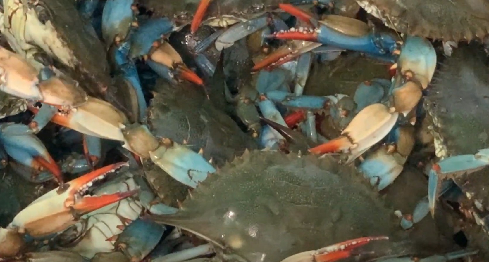 VIDEO: UMD Invents Battery Made from Crab Shells | Chesapeake Bay Magazine