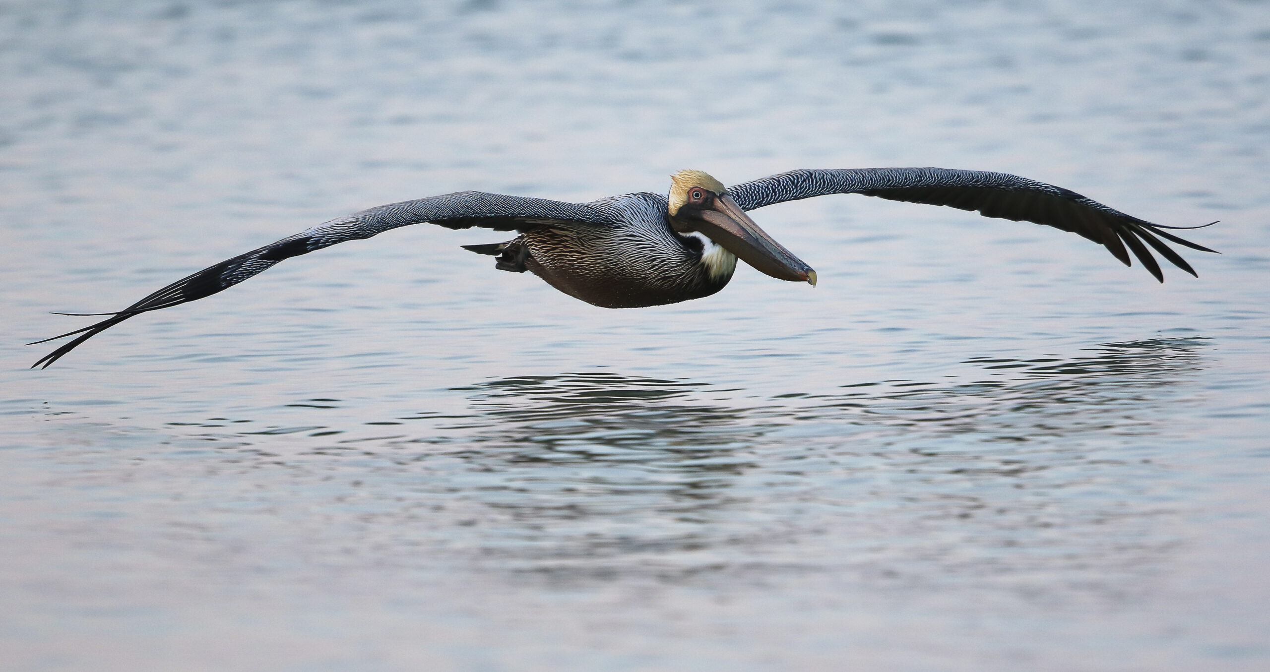 Smith Island’s Special Guests | Chesapeake Bay Magazine