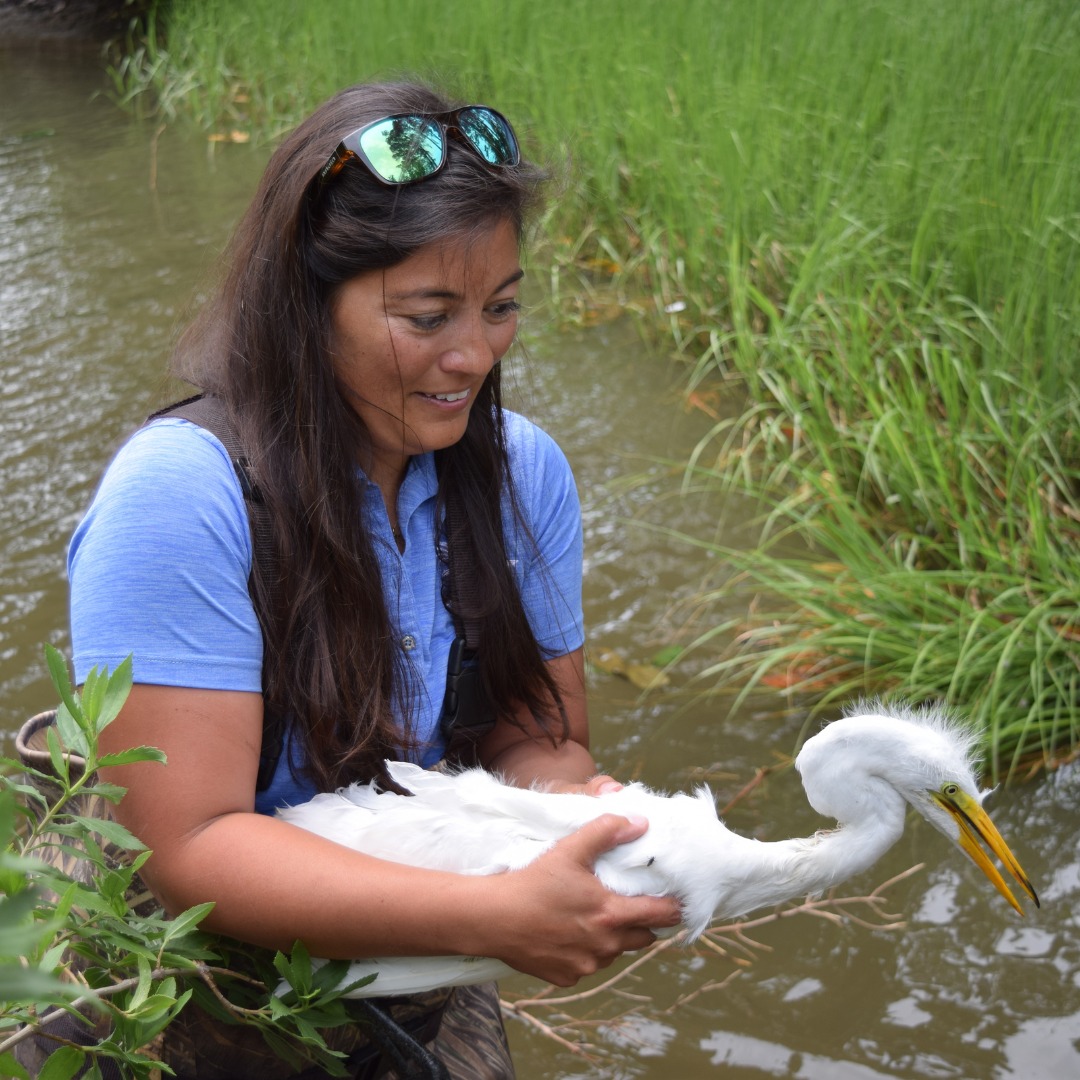 16 Baby Egrets Rescued from Severe Storms, Released Back into Wild ...