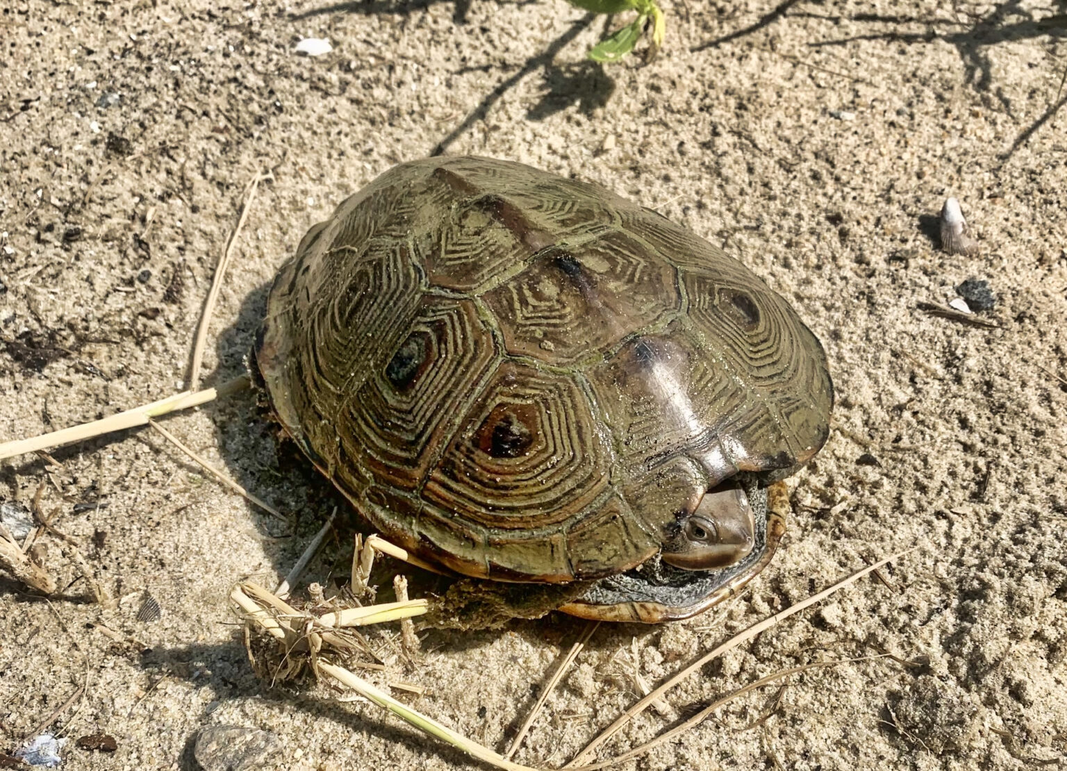 Virginia Diamondback Terrapin Count Seeks Volunteers | Chesapeake Bay Magazine