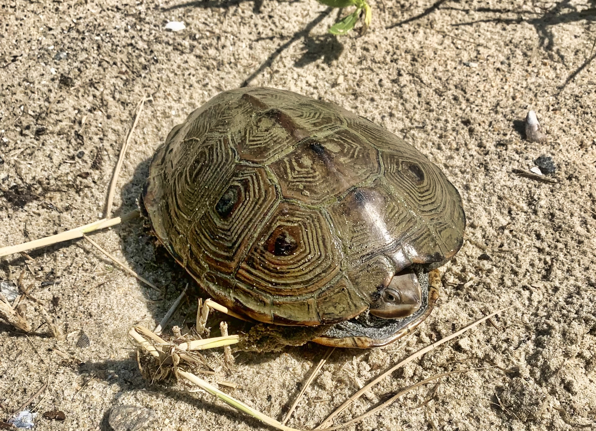 Virginia Diamondback Terrapin Count Seeks Volunteers | Chesapeake Bay ...