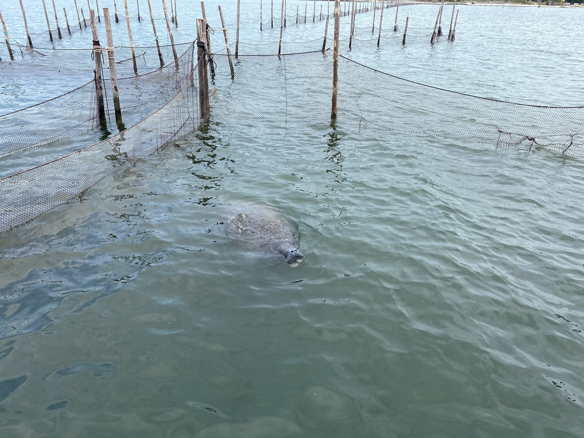 VIDEO: Manatee Rescued from Pound Net Amid Multiple Sightings in Bay ...