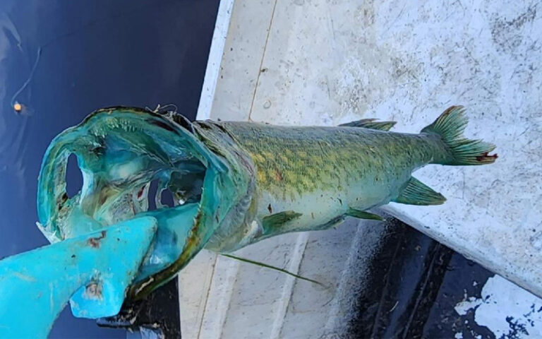 Rare Brilliant Blue Fish Caught in Virginia | Chesapeake Bay Magazine