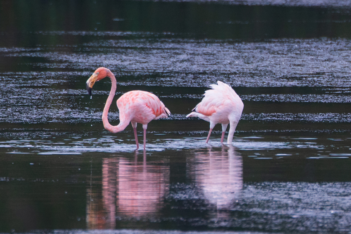 PHOTOS: Flamingos in PA's Chesapeake Watershed? | Chesapeake Bay Magazine