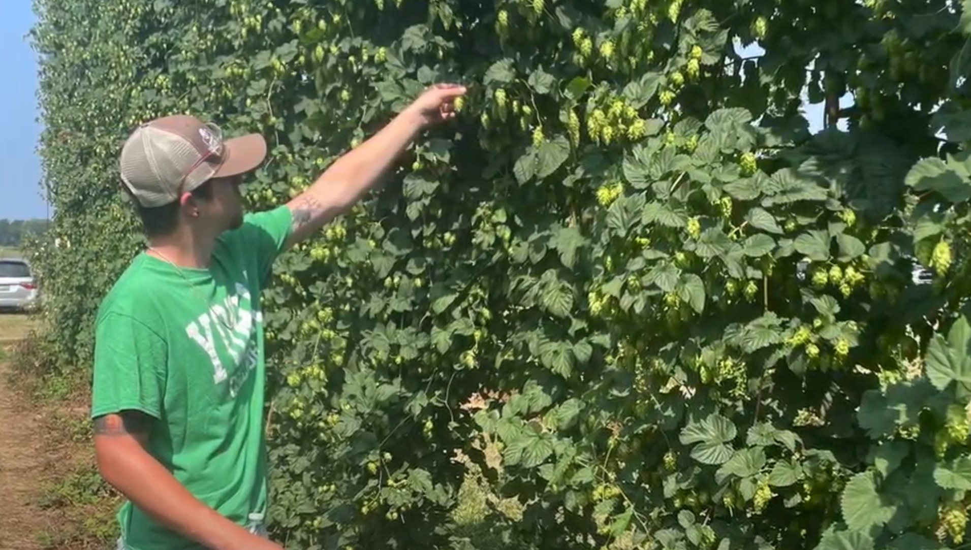 VIDEO: MD Brewery Brings Back Rare Hops from Along Potomac River ...