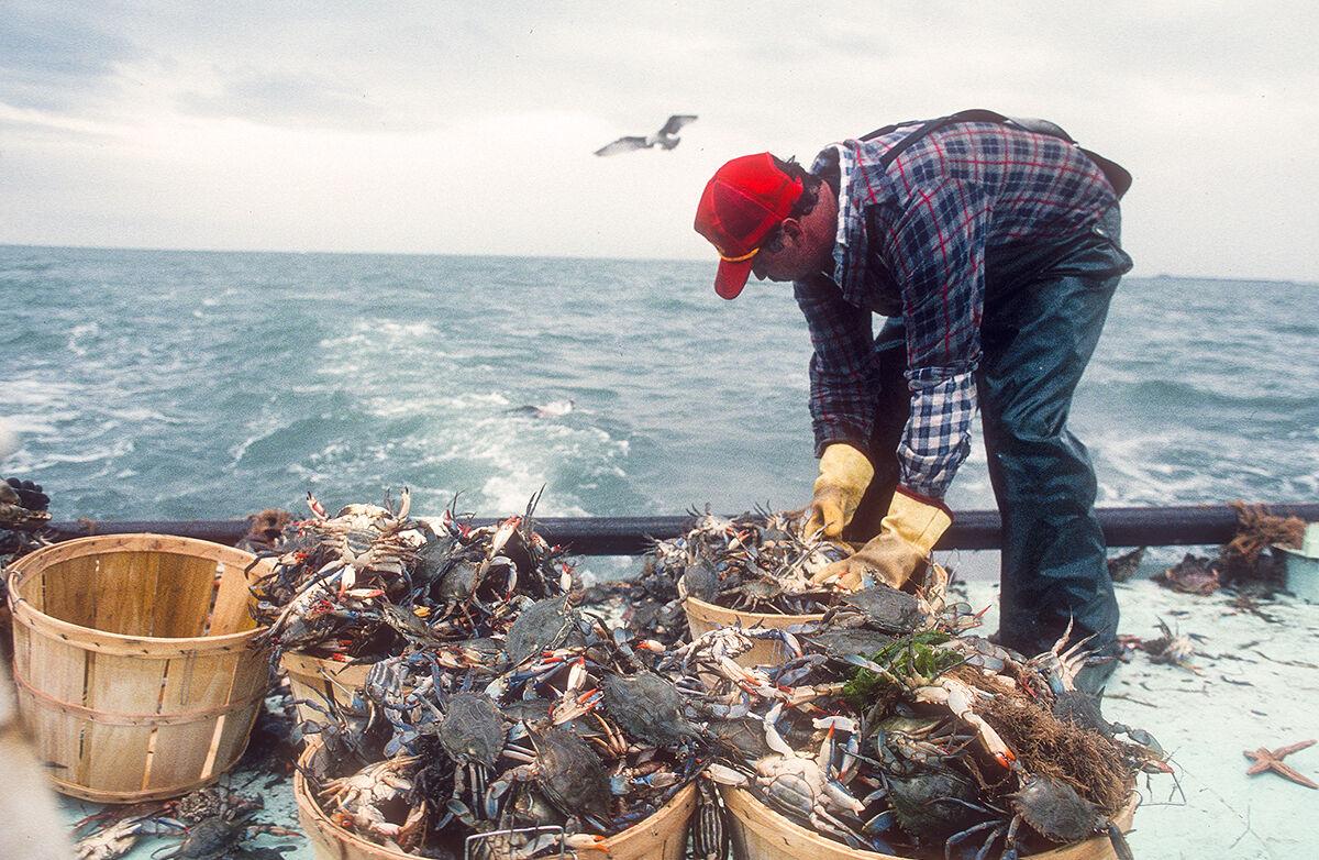 15 Years Later, Could Virginia Reopen Winter Crabbing? | Chesapeake Bay ...
