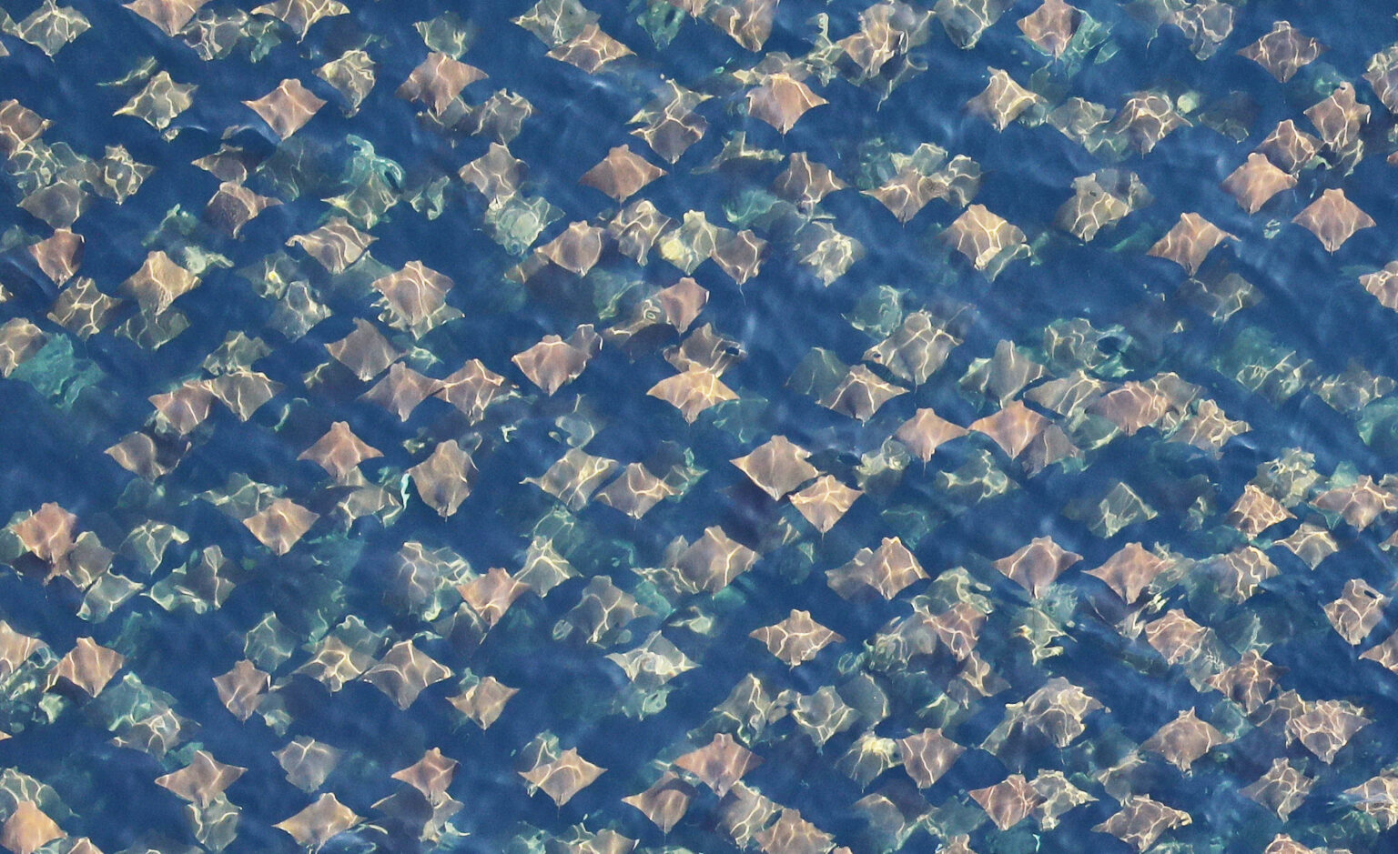 Cownose Rays’ Secret Migrations Revealed | Chesapeake Bay Magazine