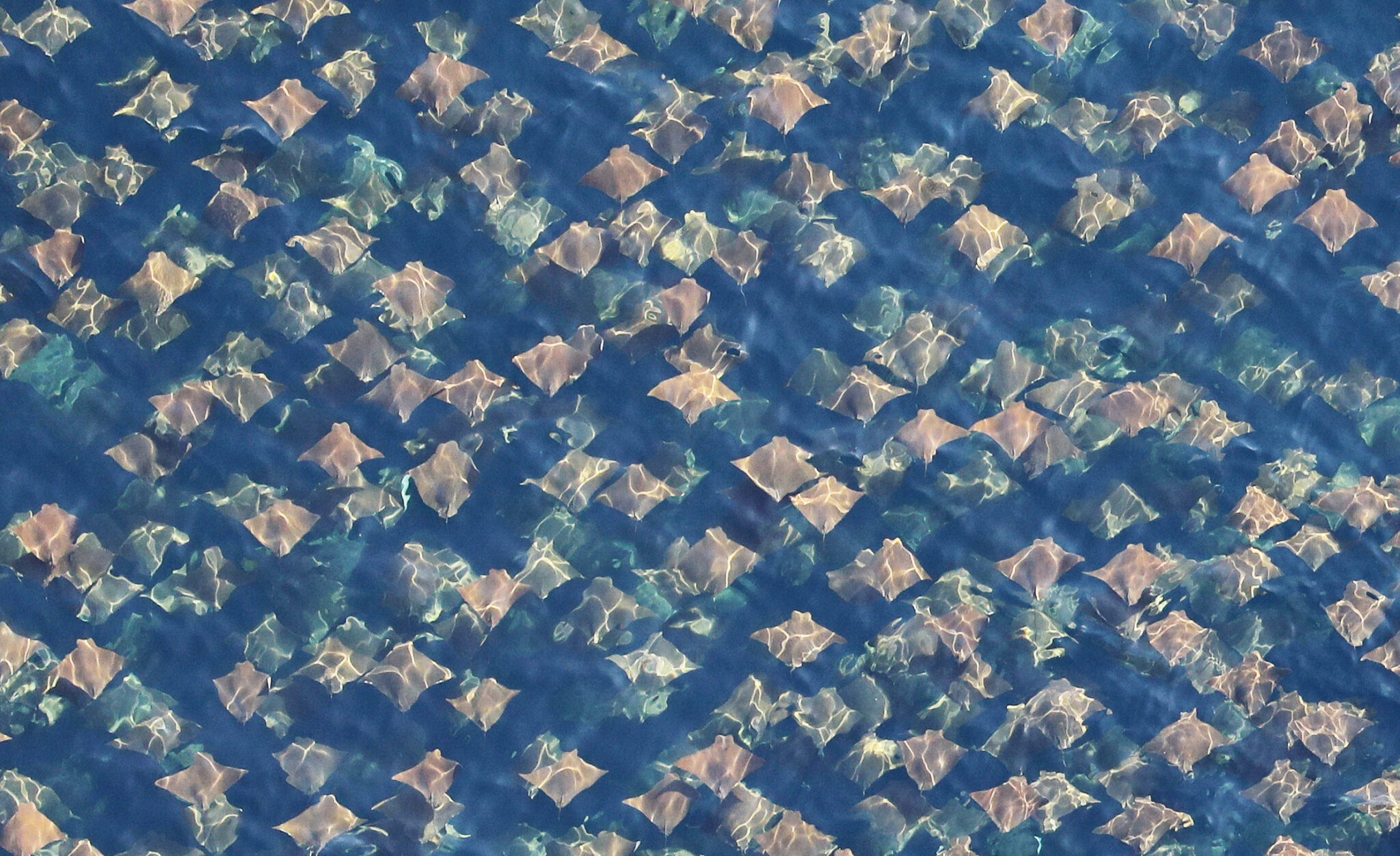 Cownose Rays’ Secret Migrations Revealed | Chesapeake Bay Magazine