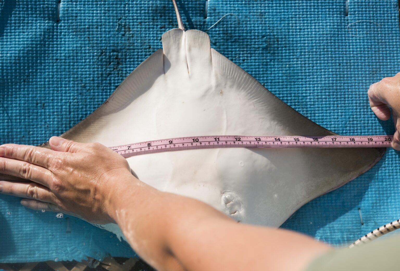 Cownose Rays’ Secret Migrations Revealed | Chesapeake Bay Magazine