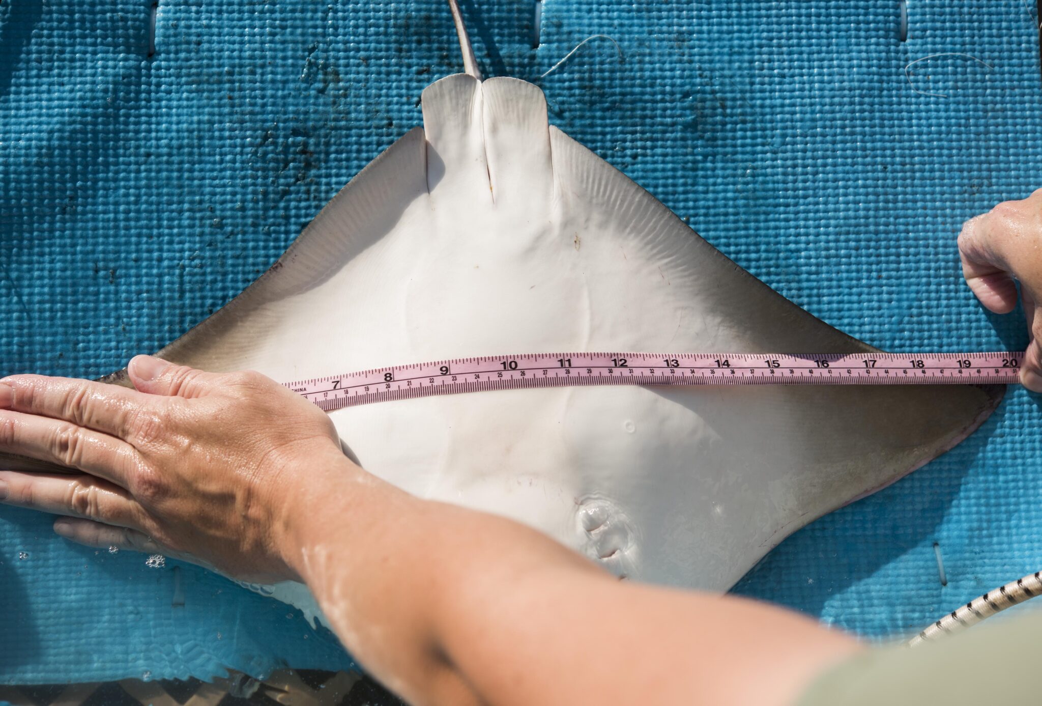 Cownose Rays’ Secret Migrations Revealed | Chesapeake Bay Magazine