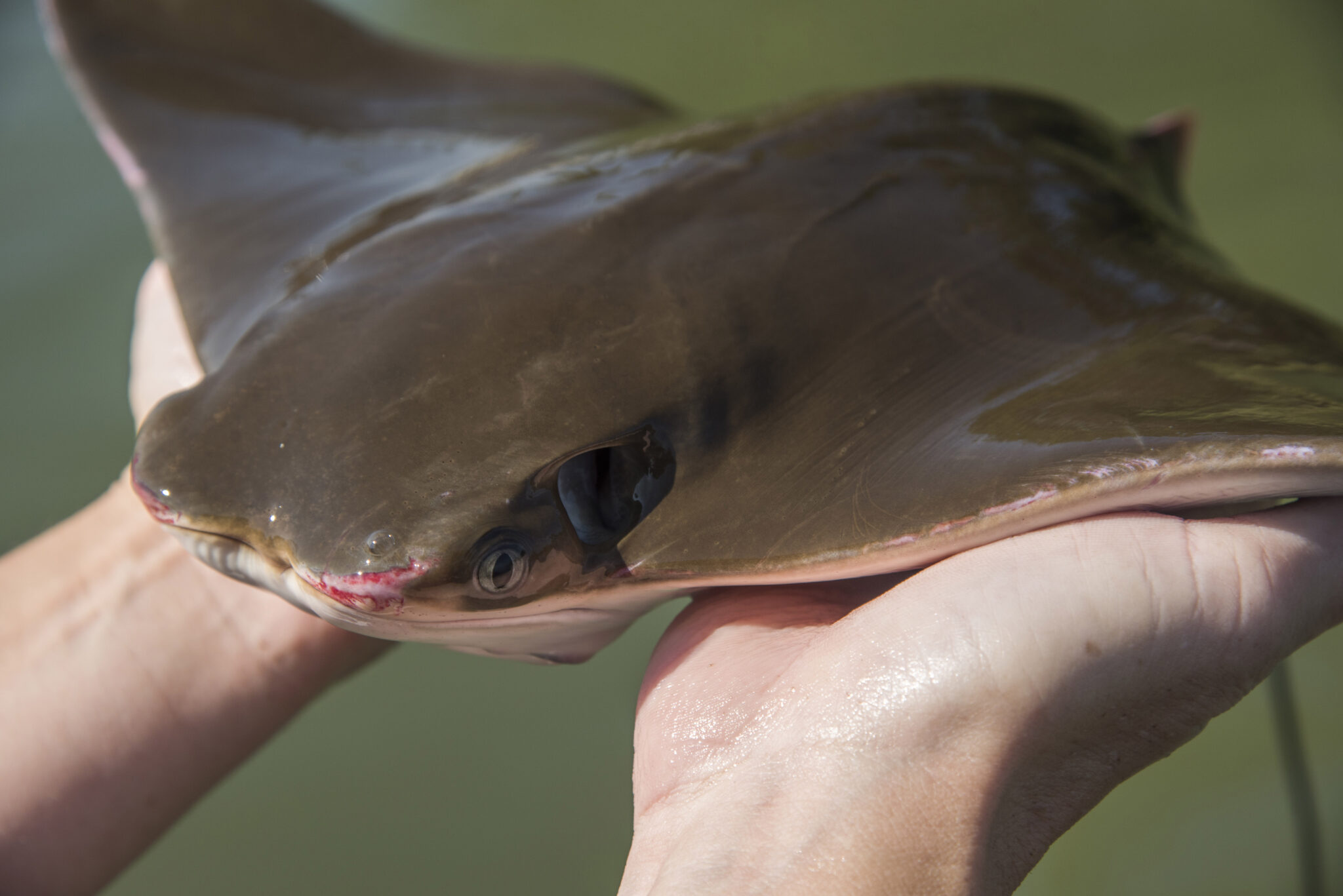 Cownose Rays’ Secret Migrations Revealed | Chesapeake Bay Magazine