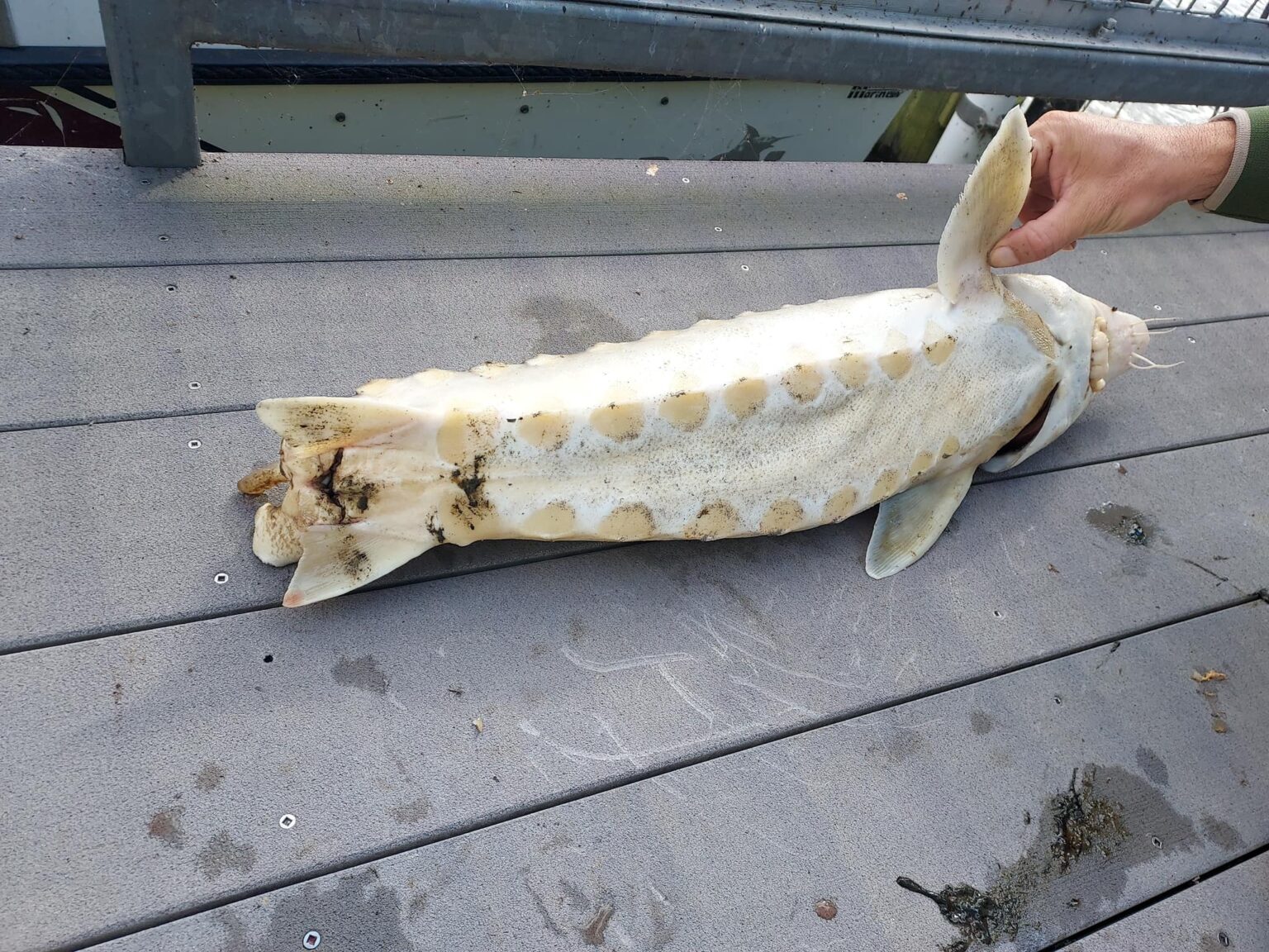 Endangered Atlantic Sturgeon Threatened by Ship Strikes in Busy James ...