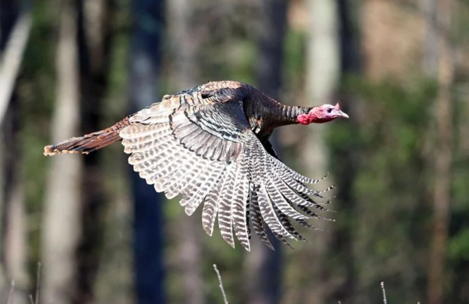 Wild Turkeys Make Comeback in Chesapeake Region | Chesapeake Bay Magazine