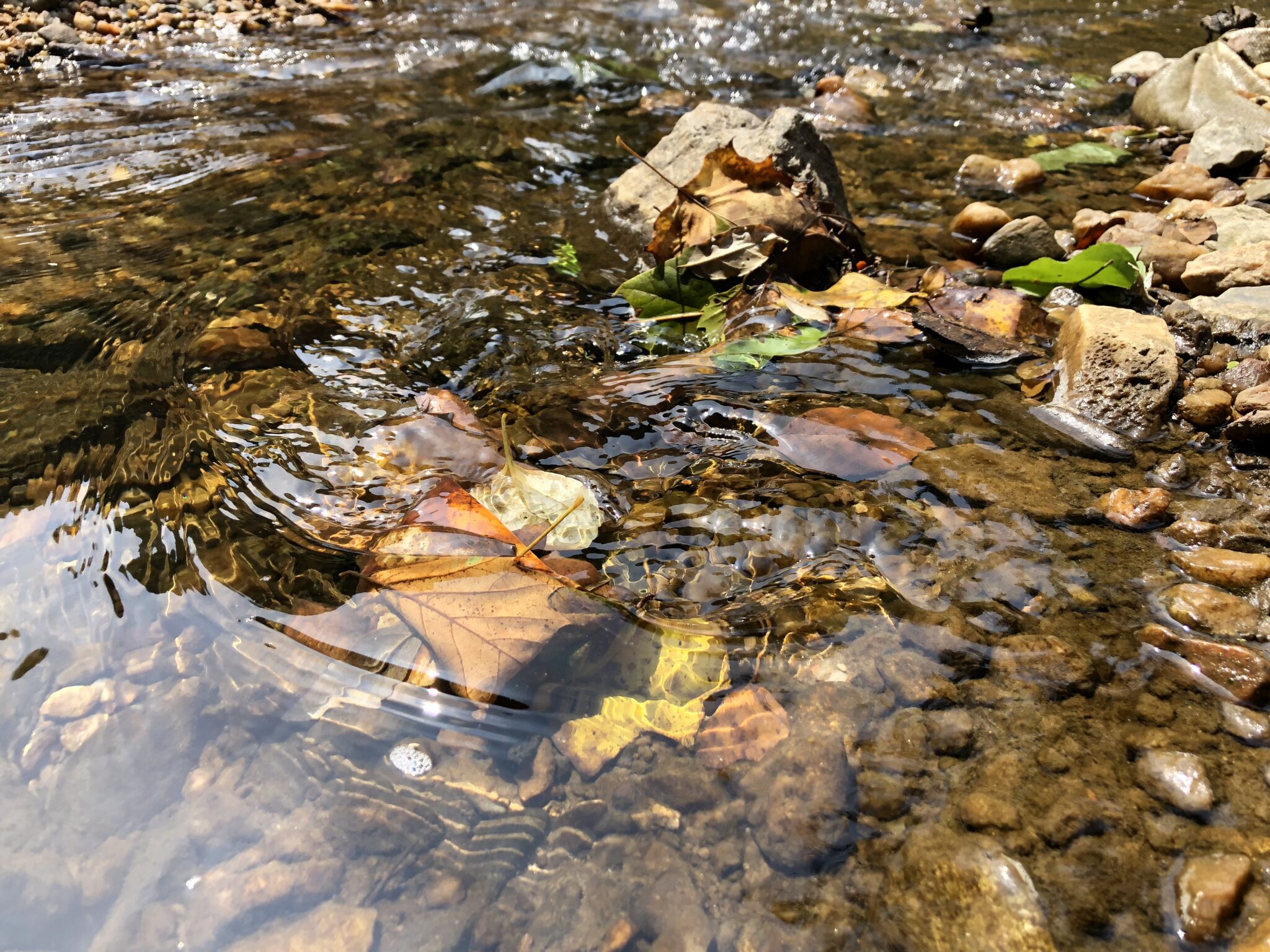 Declining Insect Population Prompts New Sediment Pollution Limits for ...