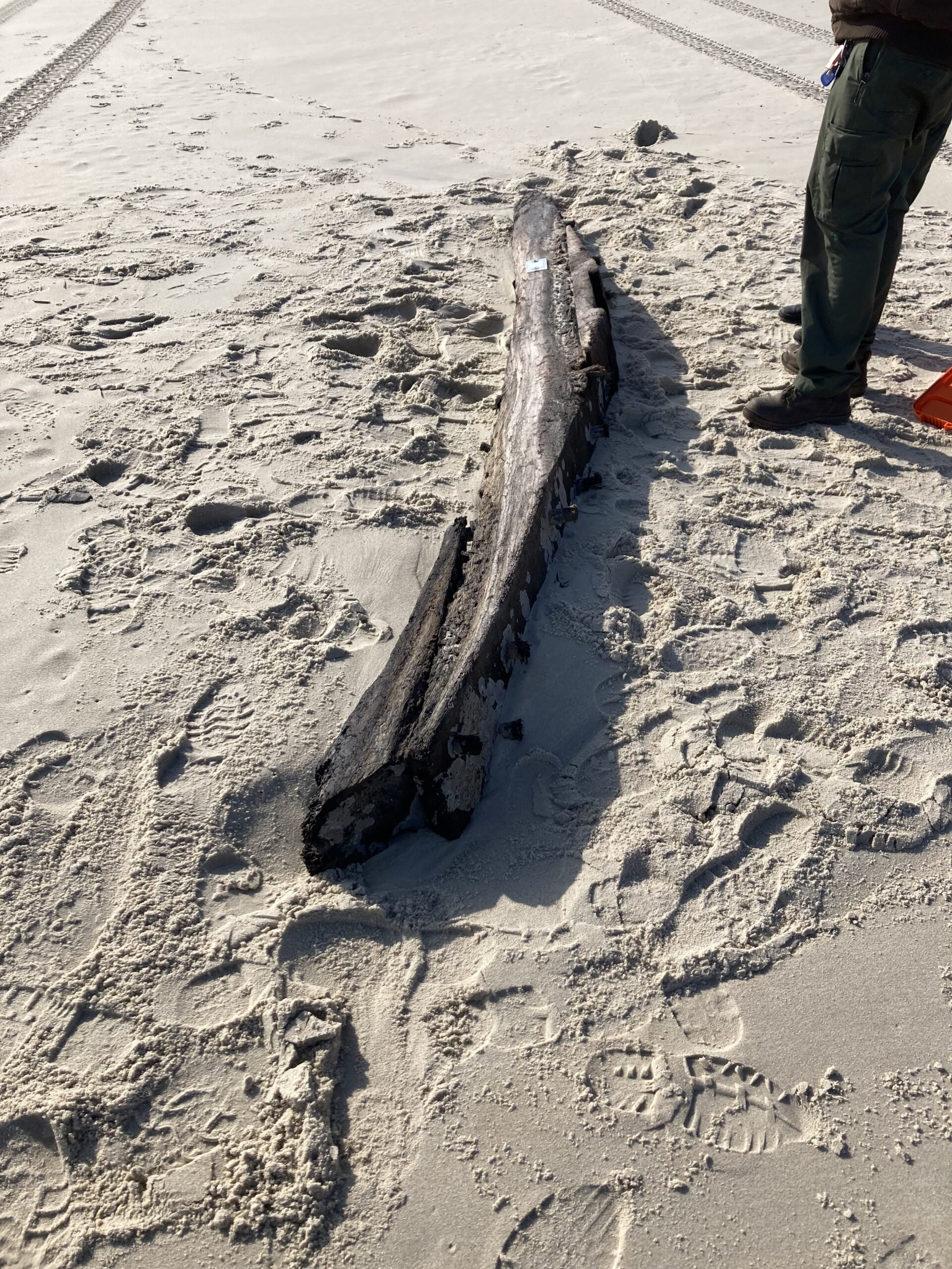 Why Did MD Let 1800s Shipwreck Timber Float Back Out to Sea ...