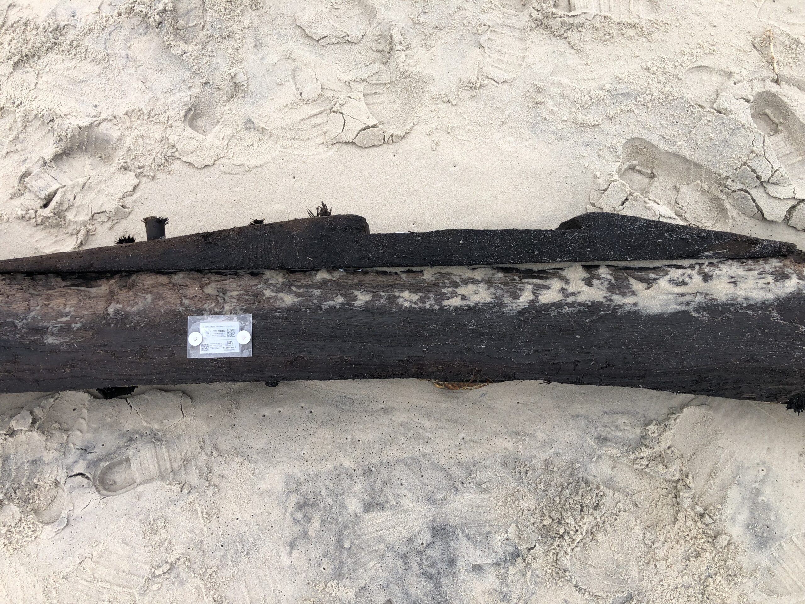 Why Did MD Let 1800s Shipwreck Timber Float Back Out to Sea ...