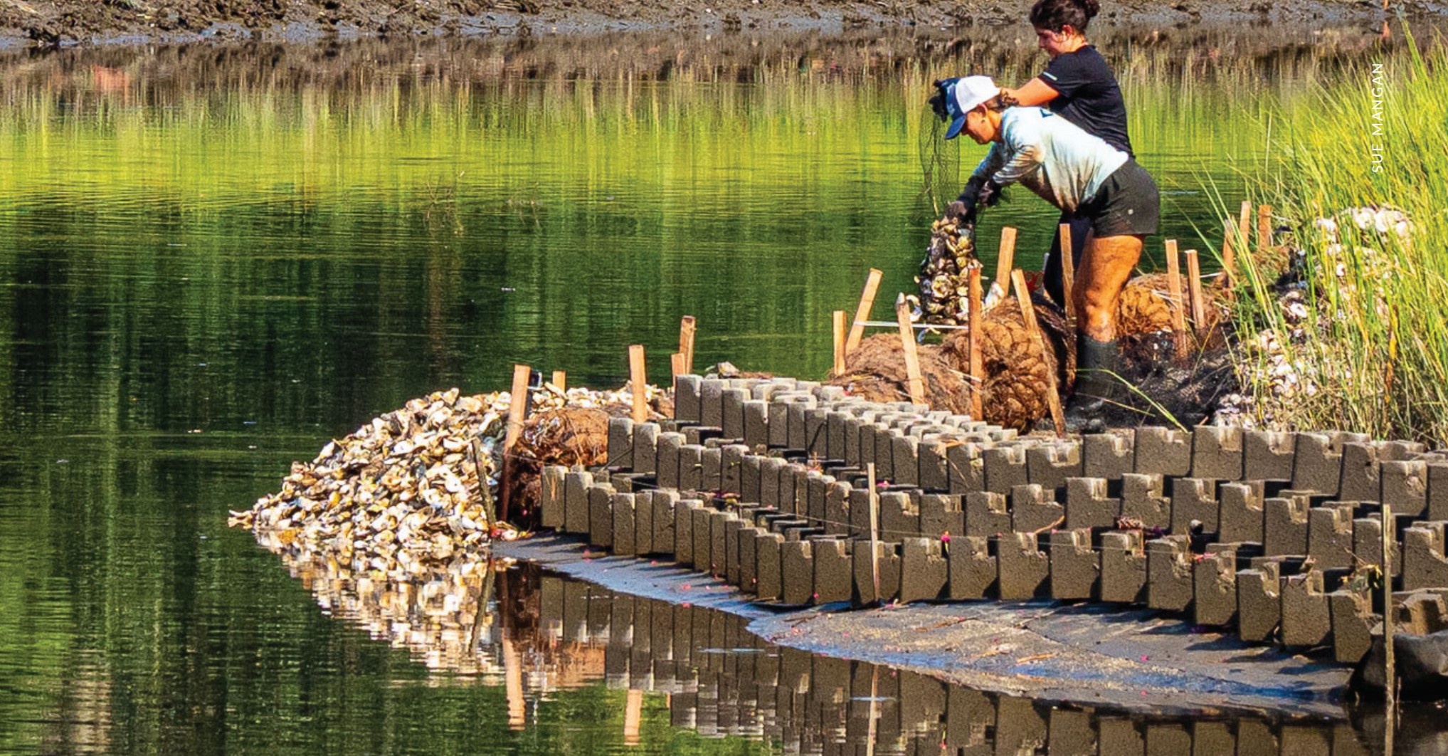 Bay Foundation Puts New Hope in Oysters for Water Restoration ...