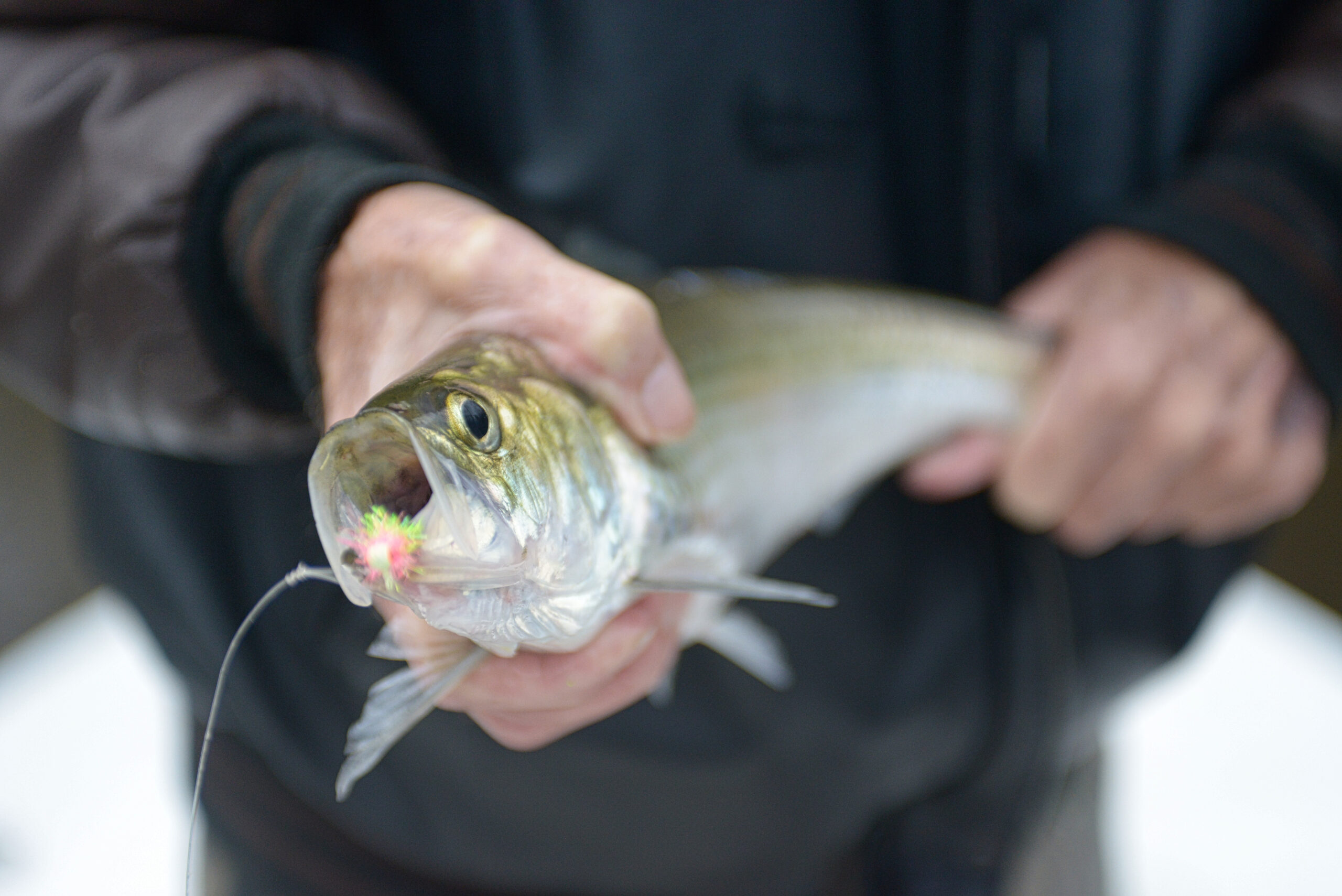VA Anglers Push to Close Hickory Shad Limits Loophole | Chesapeake Bay ...